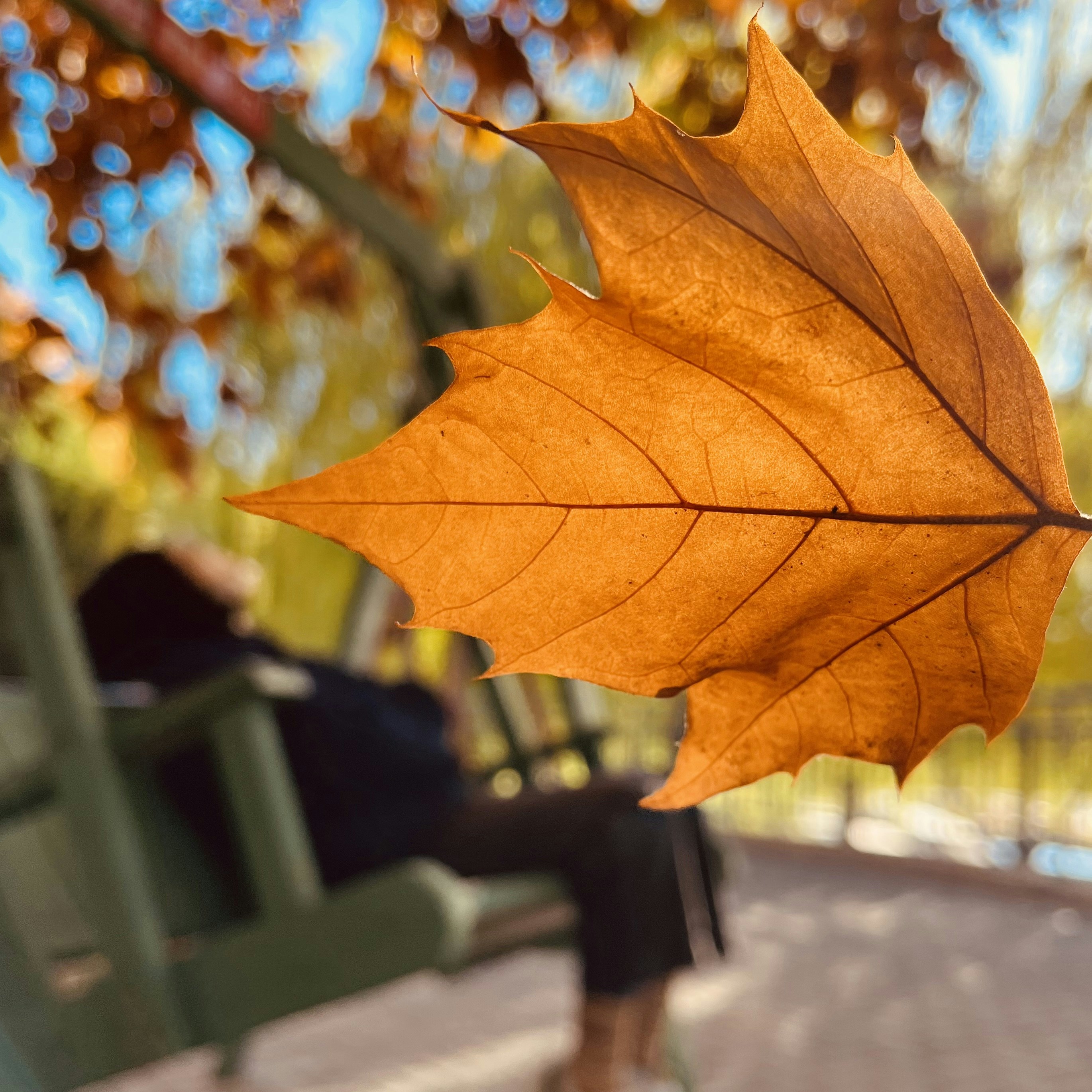 Amber Leaf in a Quiet Park: Autumn in Focus