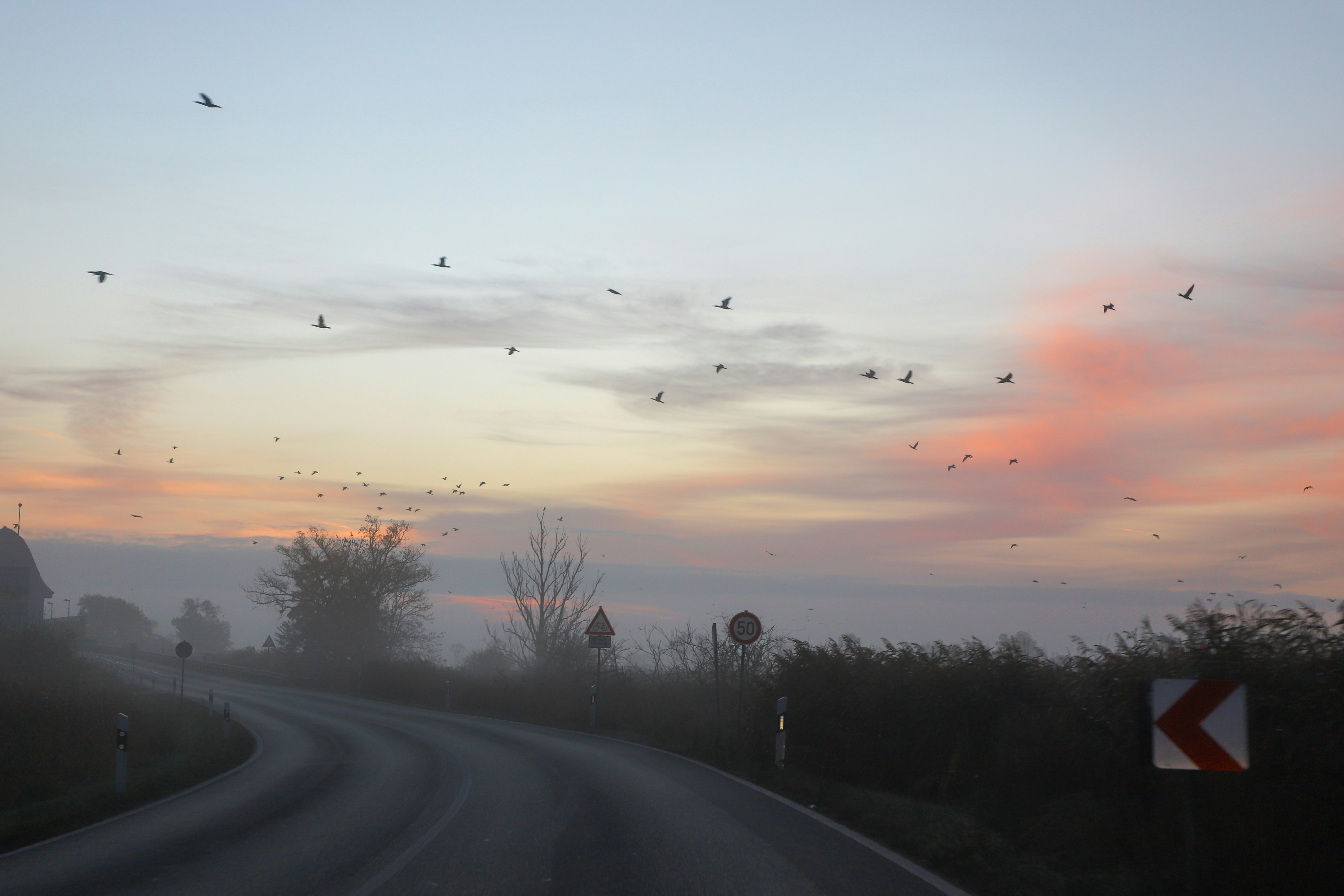A winding road disappears into a misty landscape at dawn, with silhouettes of birds taking flight against a pastel sky.