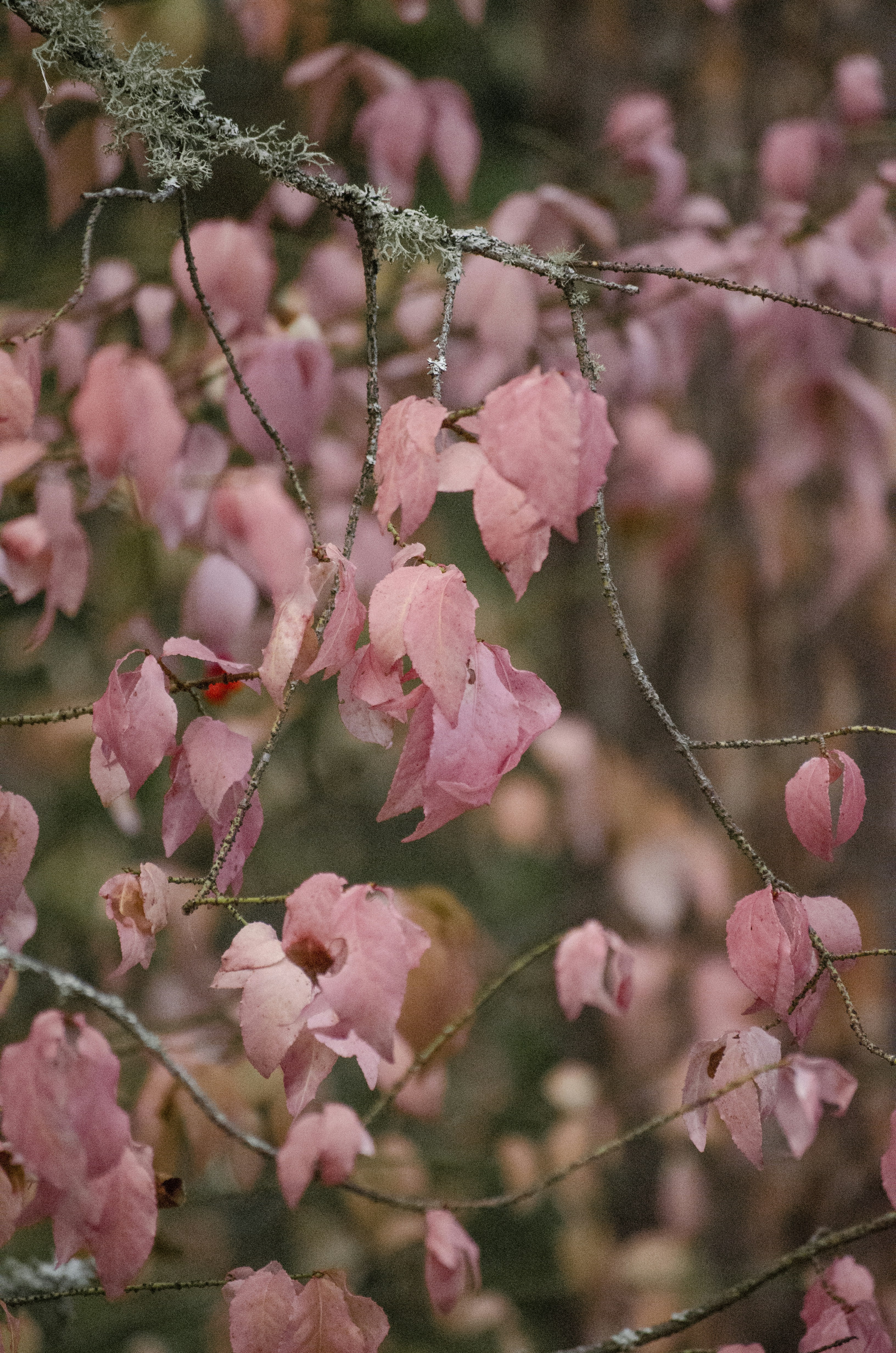 a close up of pink flowers