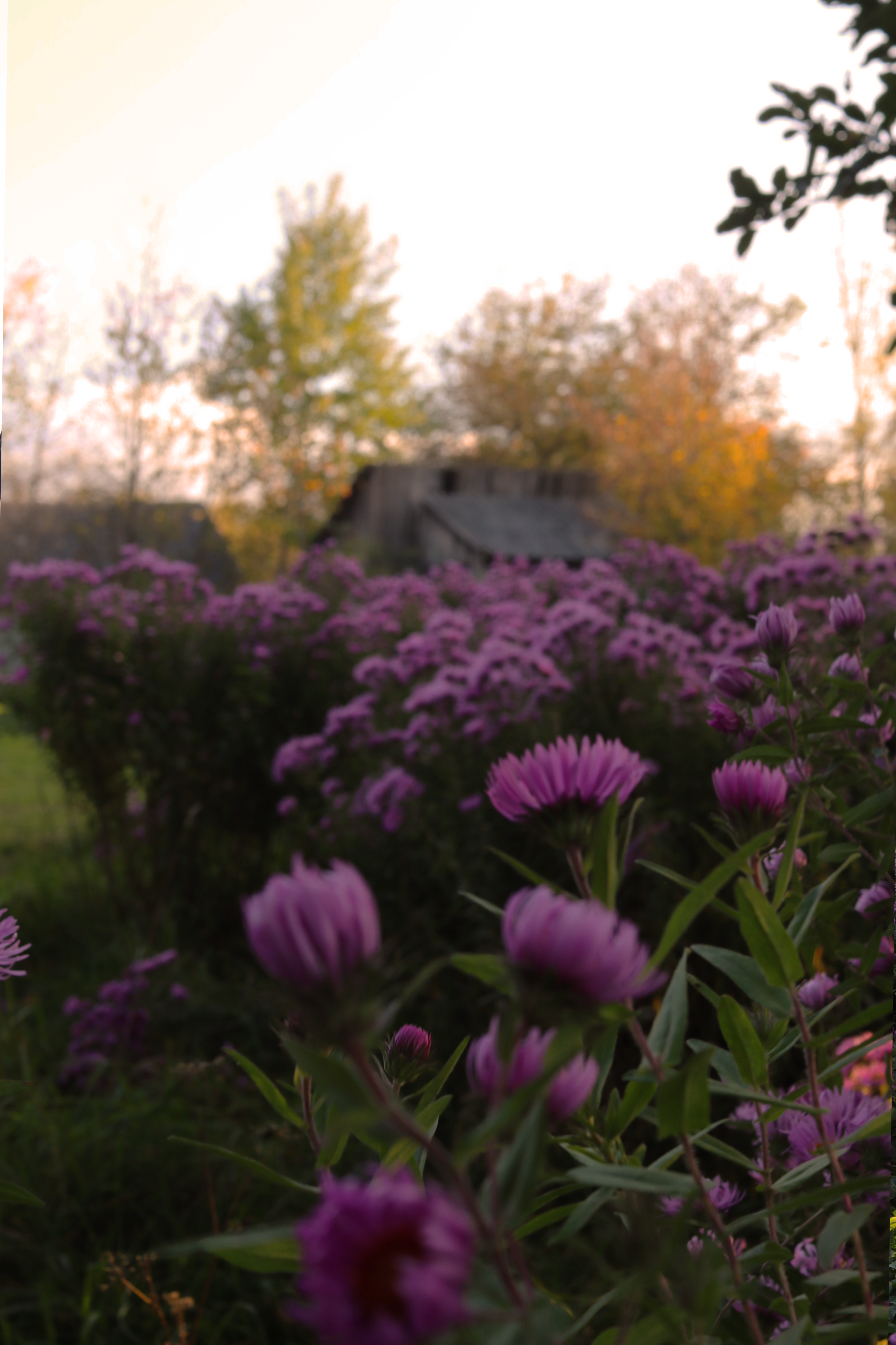 Petals in the Haze: A Quiet Autumn Garden Portrait