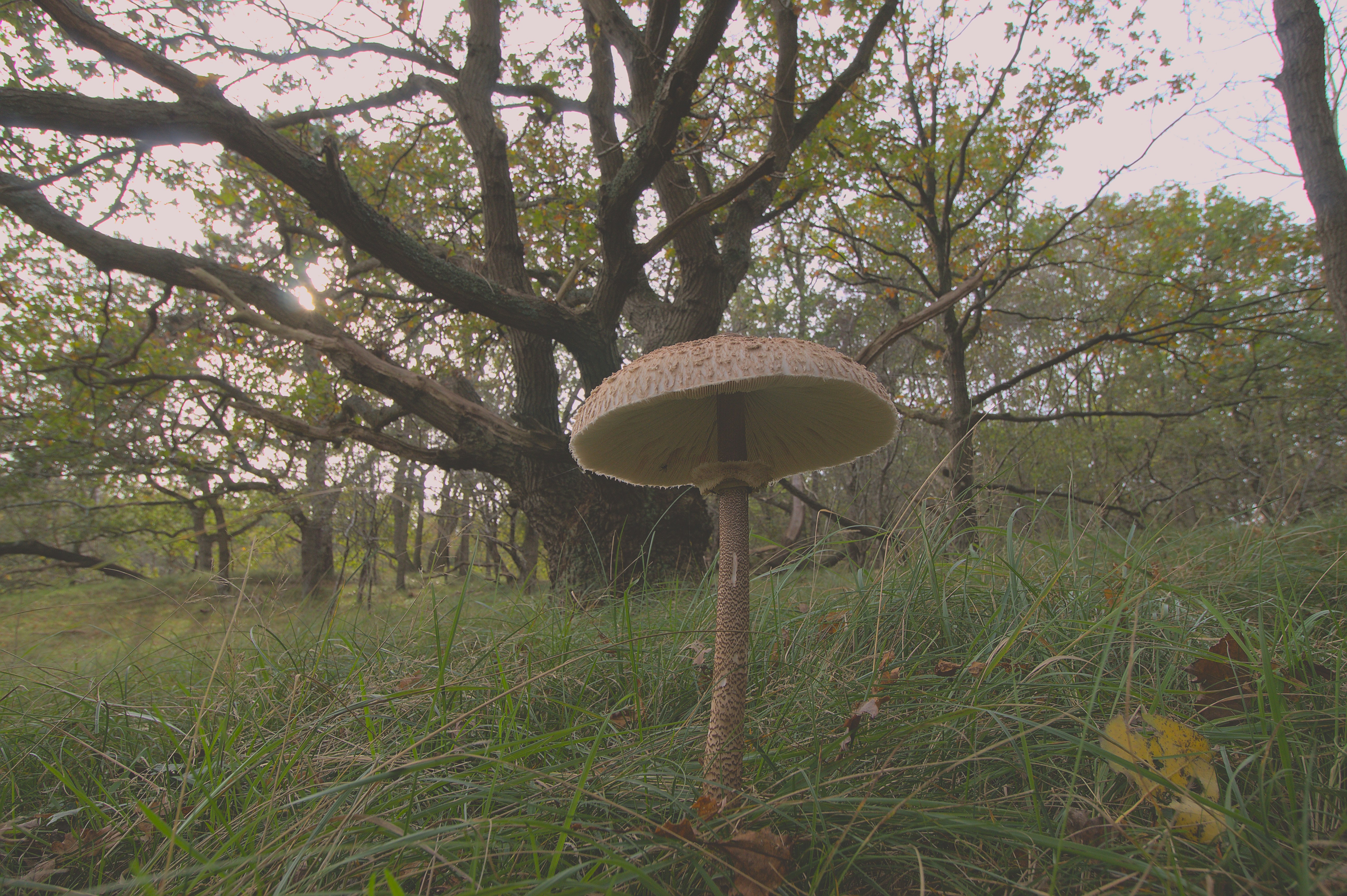 a mushroom growing in a grassy area