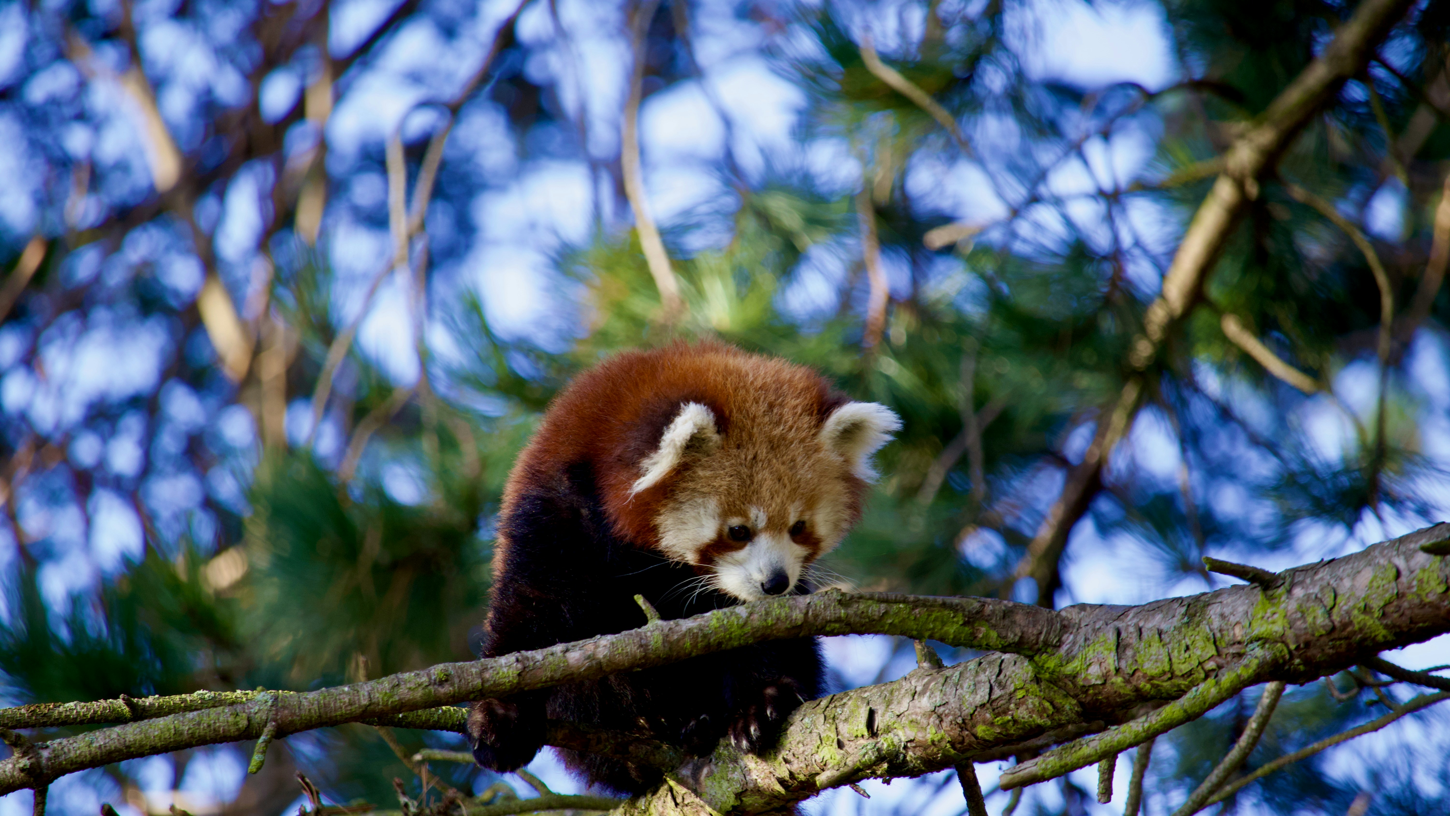 Red Panda in the Sunlit Canopy: A Quiet Moment on a Mossy Branch