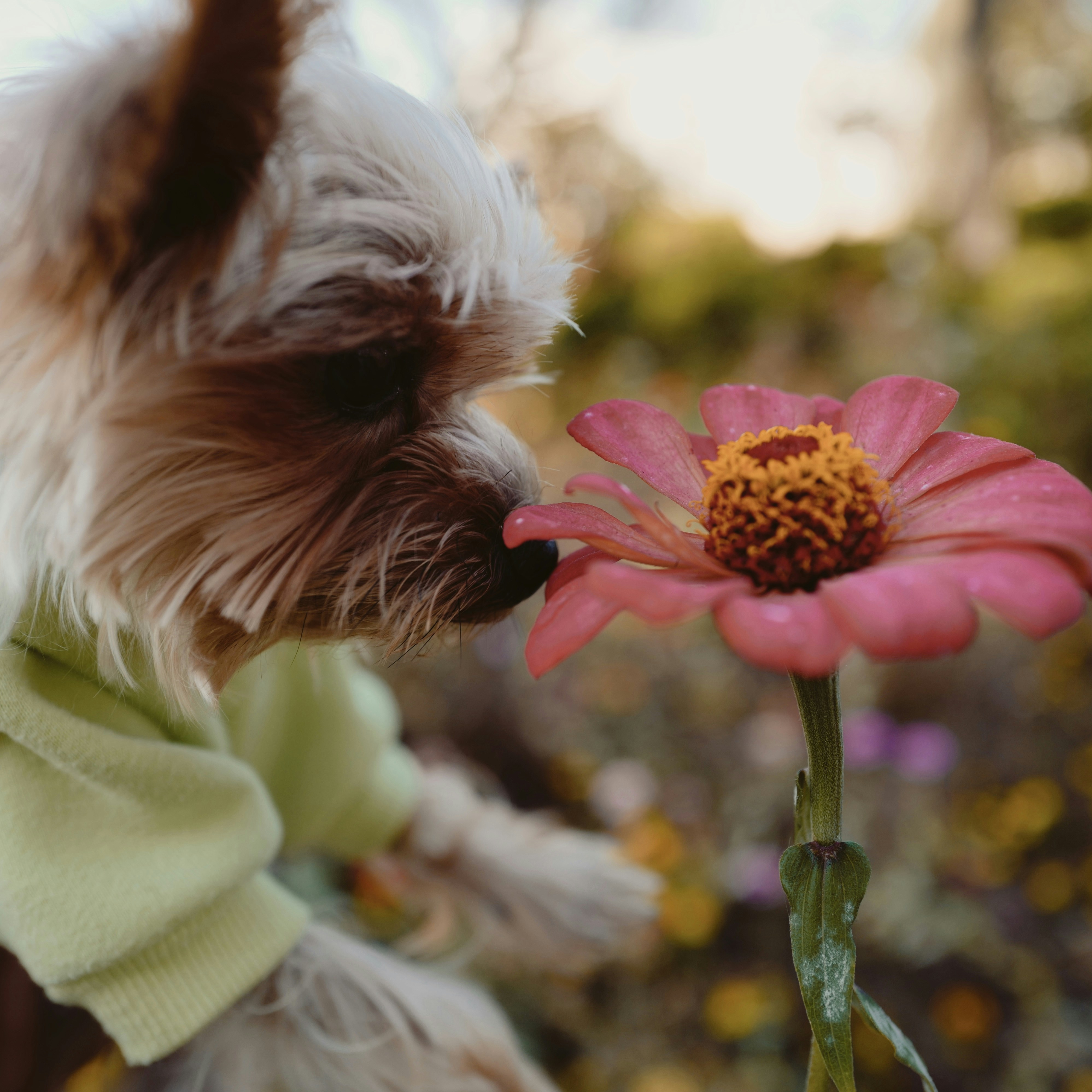 Petal-Whispers: A Terrier's Gentle Sniff in Spring Light