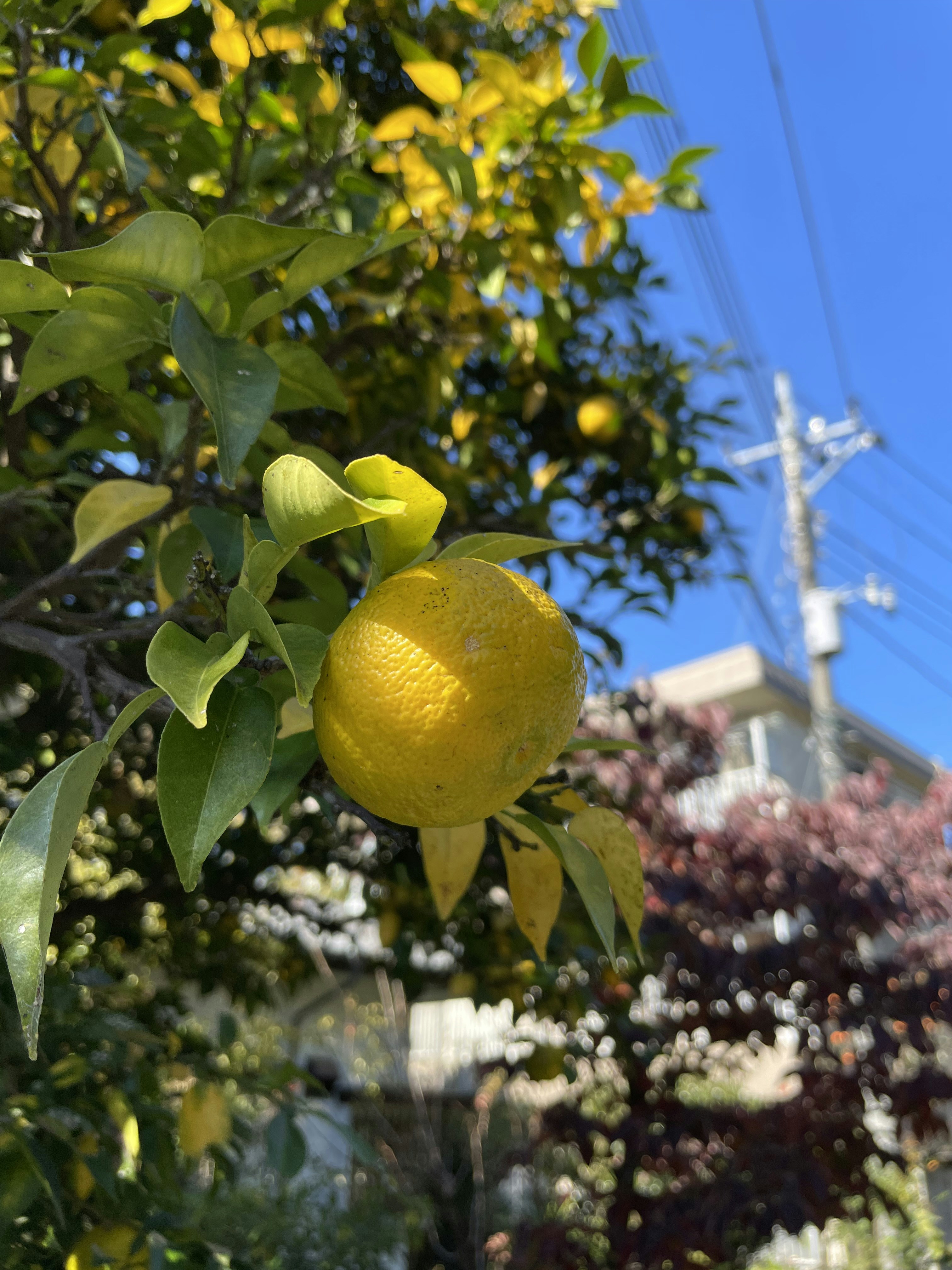 Sun-Kissed Lemon Framed by Green Leaves Under a Clear Blue Sky