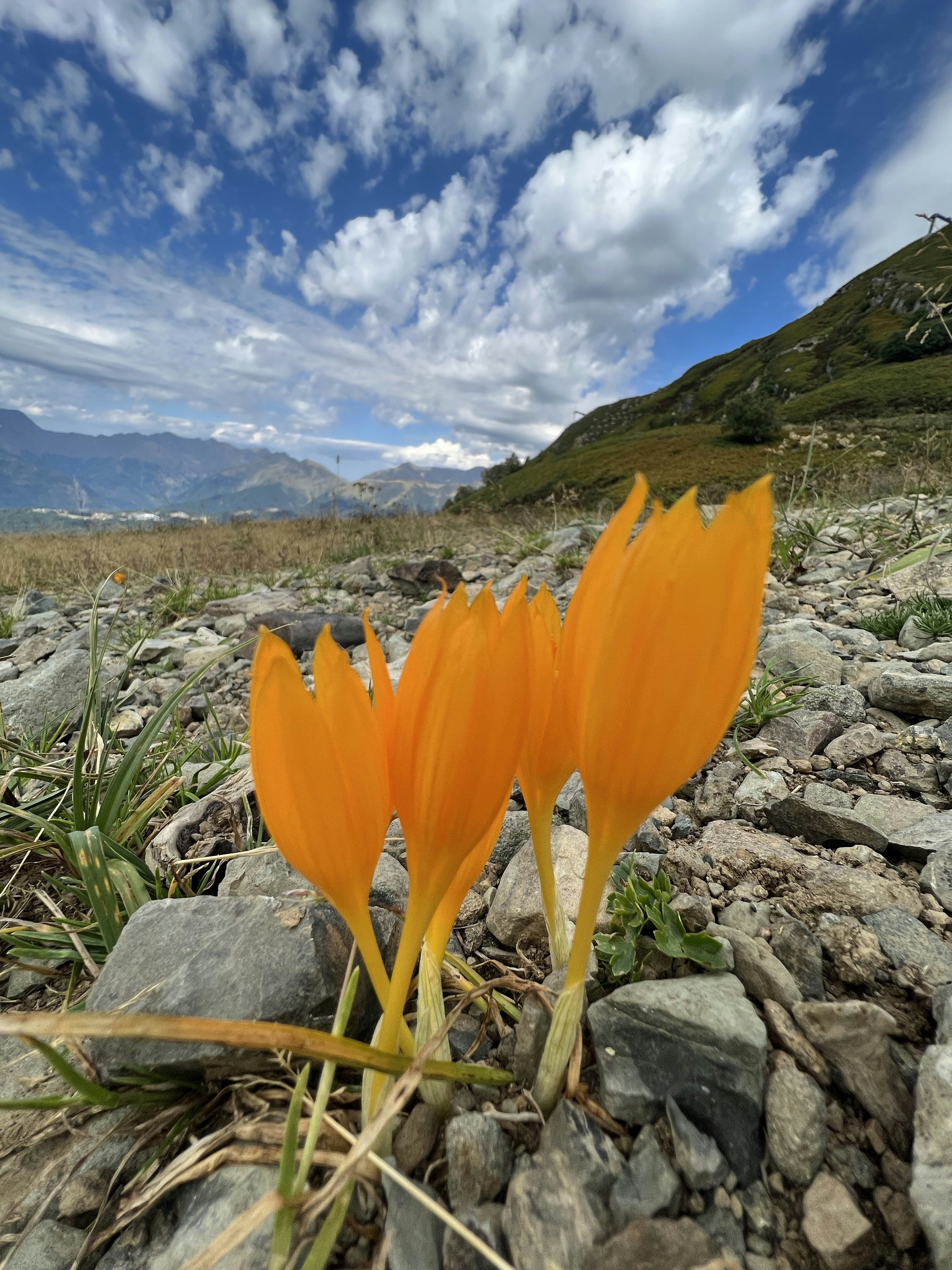 Alpine orange crocuses reclaim a rocky slope beneath a vast blue sky