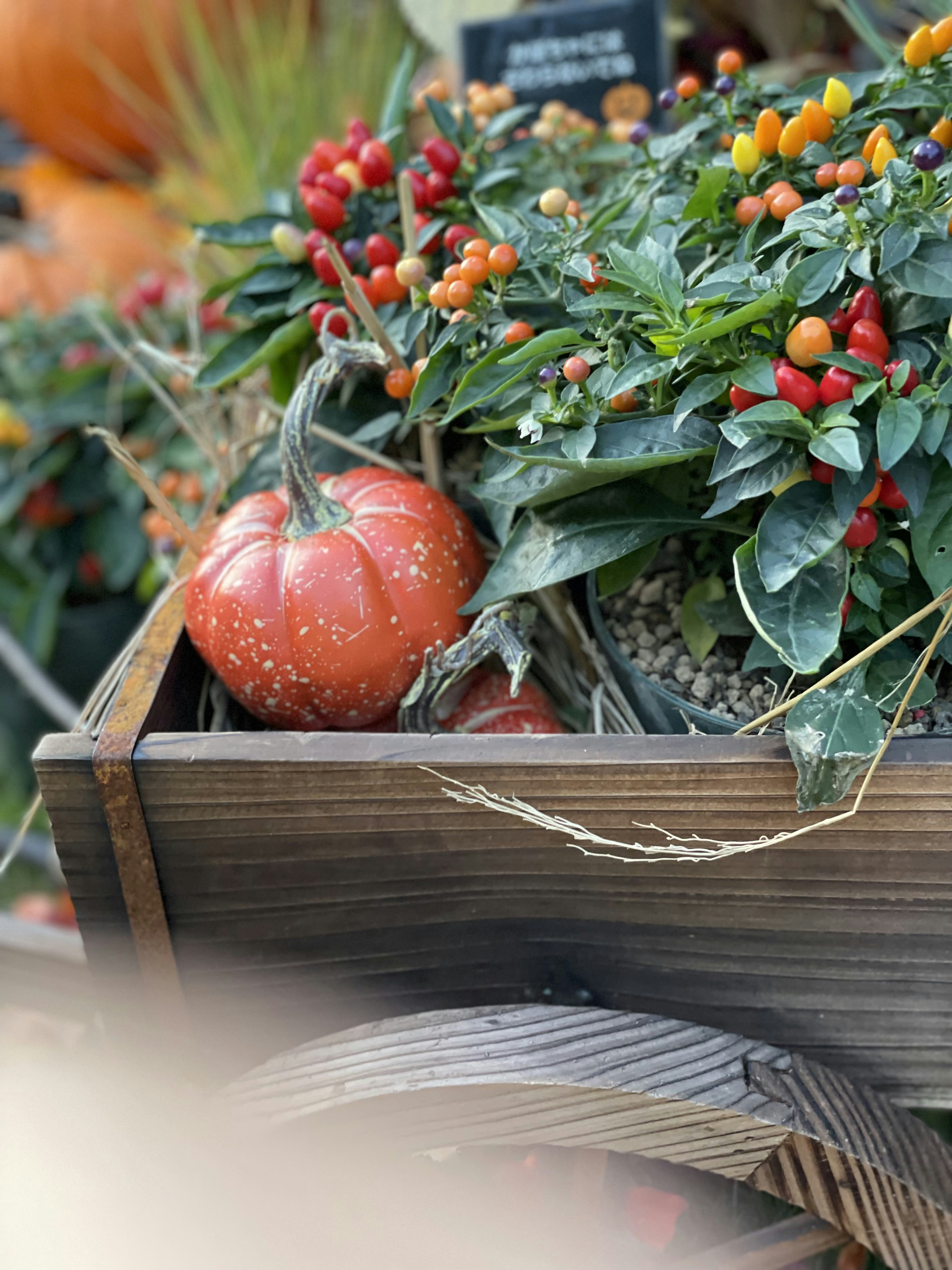 Autumn's Quiet Corner: Pumpkin and Berries in a Rustic Planter