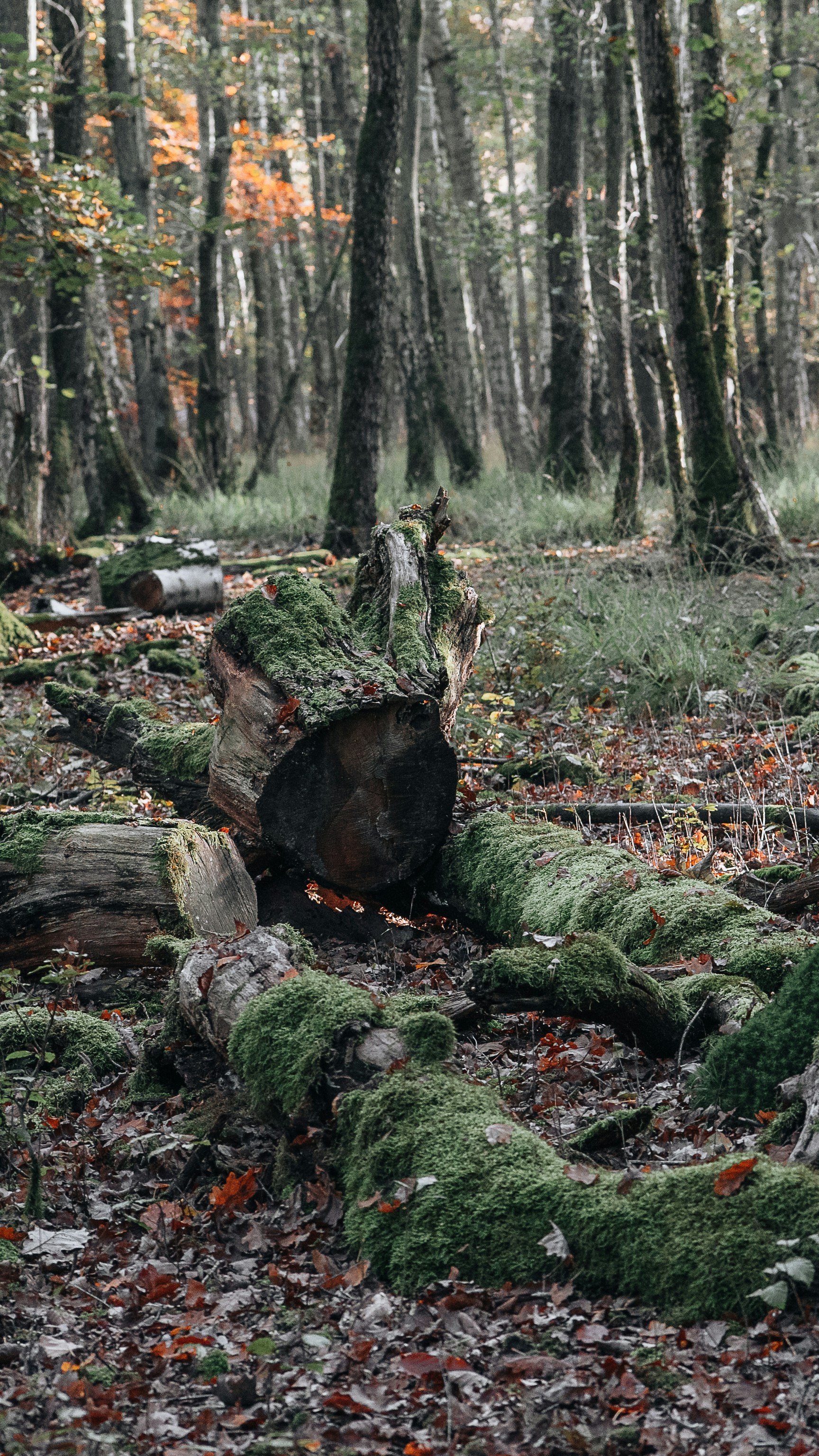 Emerald Mantle on the Forest Floor: Moss-Covered Log as Quiet Sentinel