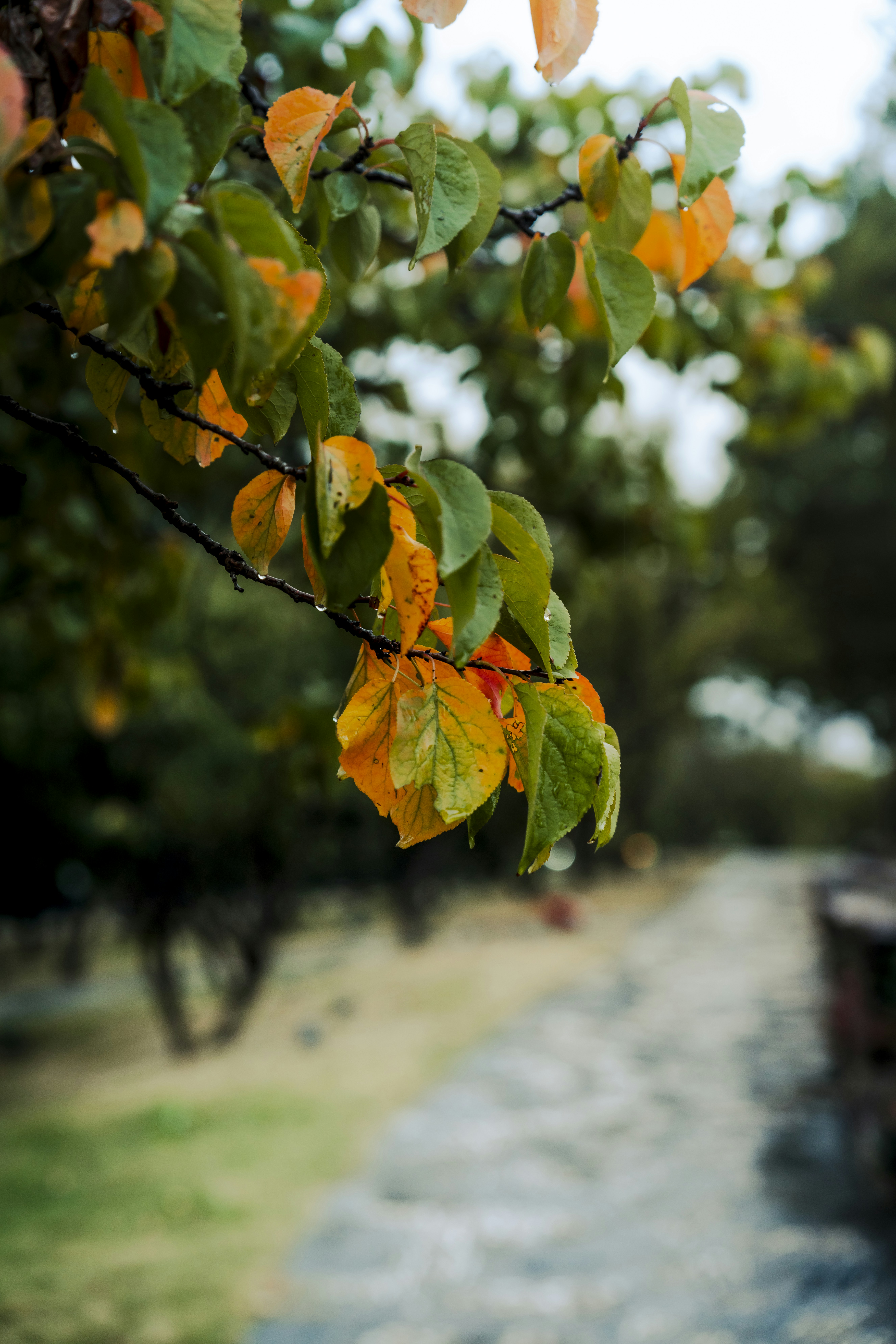 A tree with leaves photo – Free Wuxi Image on Unsplash