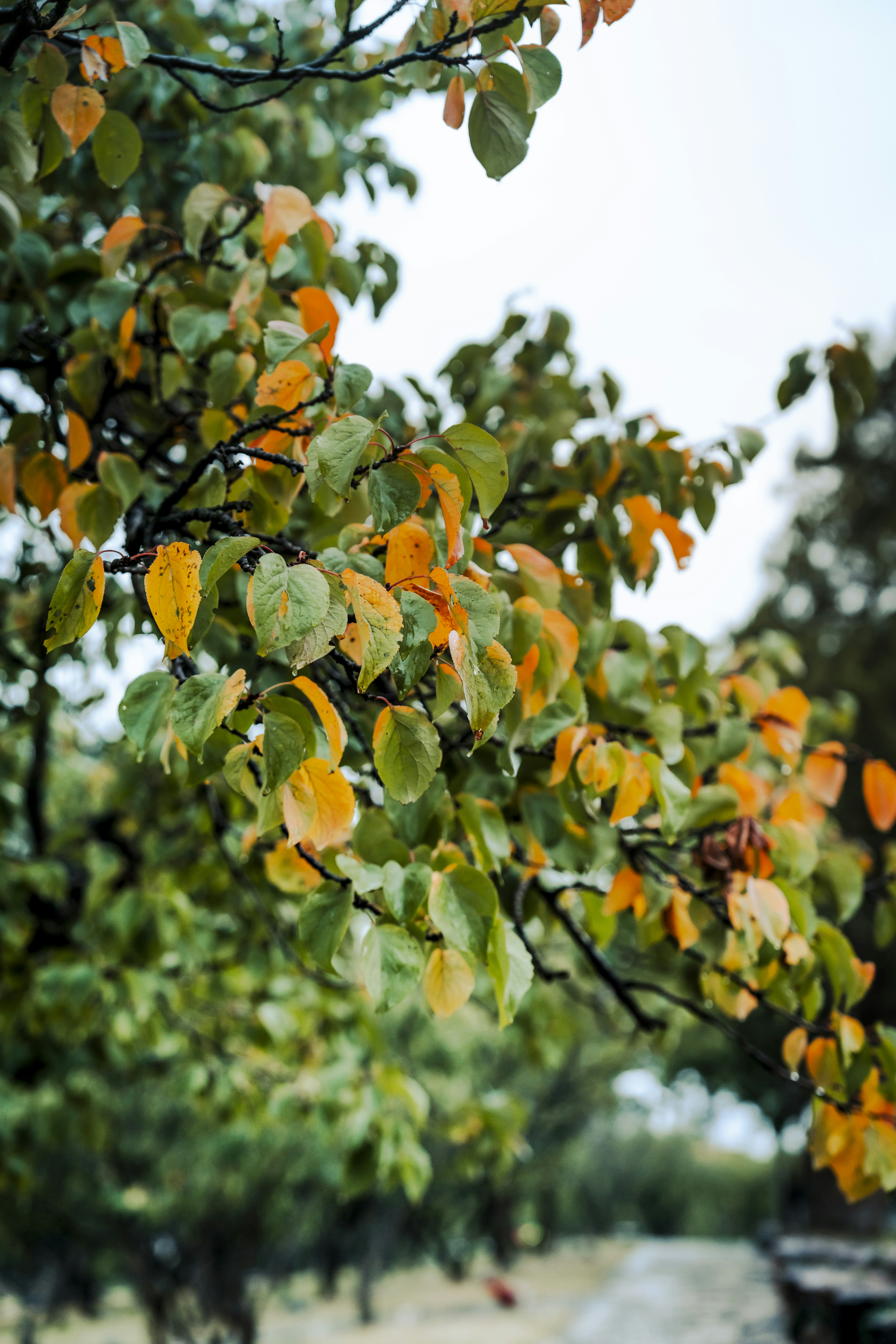 A tree with yellow leaves photo – Free Wuxi Image on Unsplash