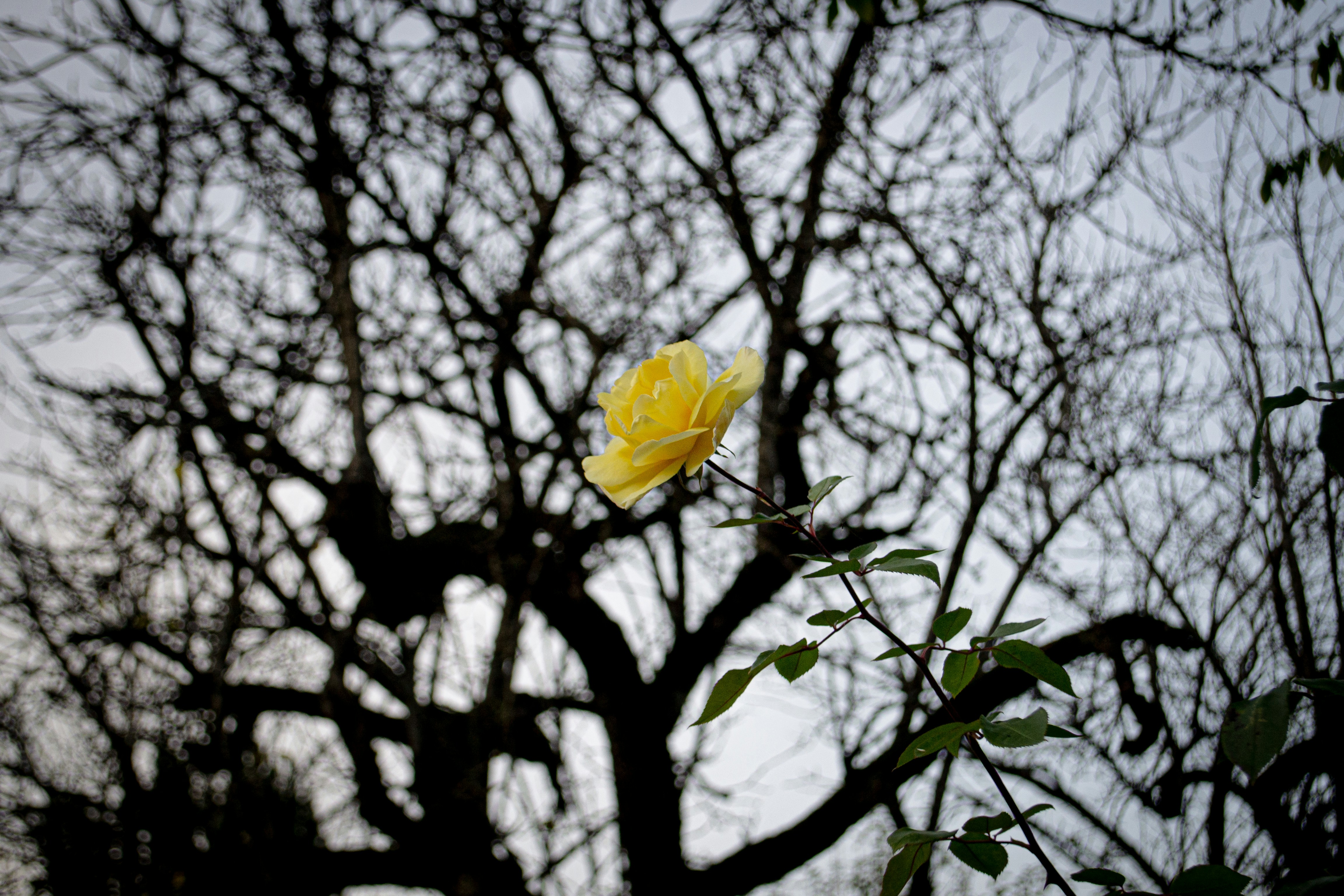 Solitary Yellow Rose Framed by Winter-Shadowed Branches