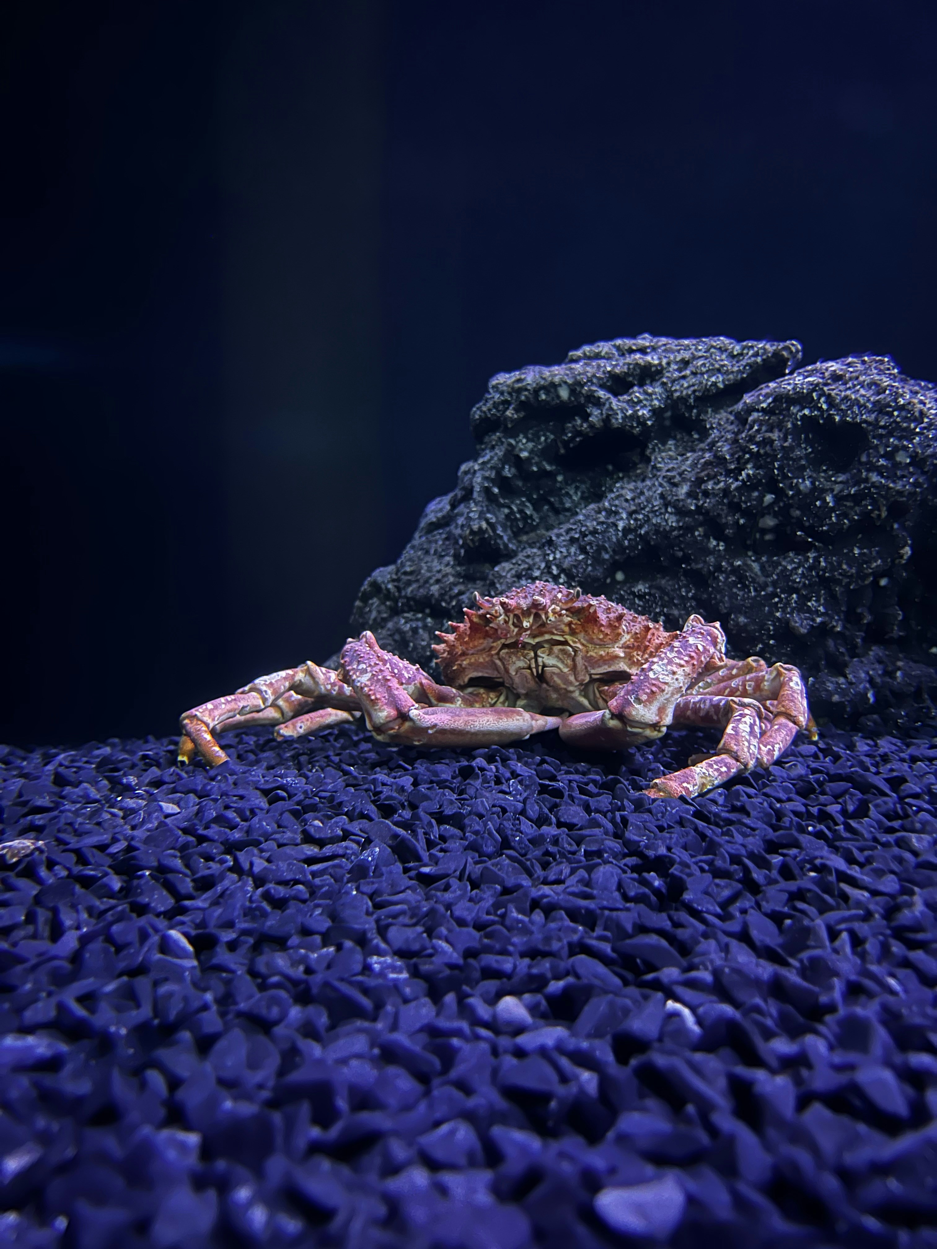 a crab on a rock