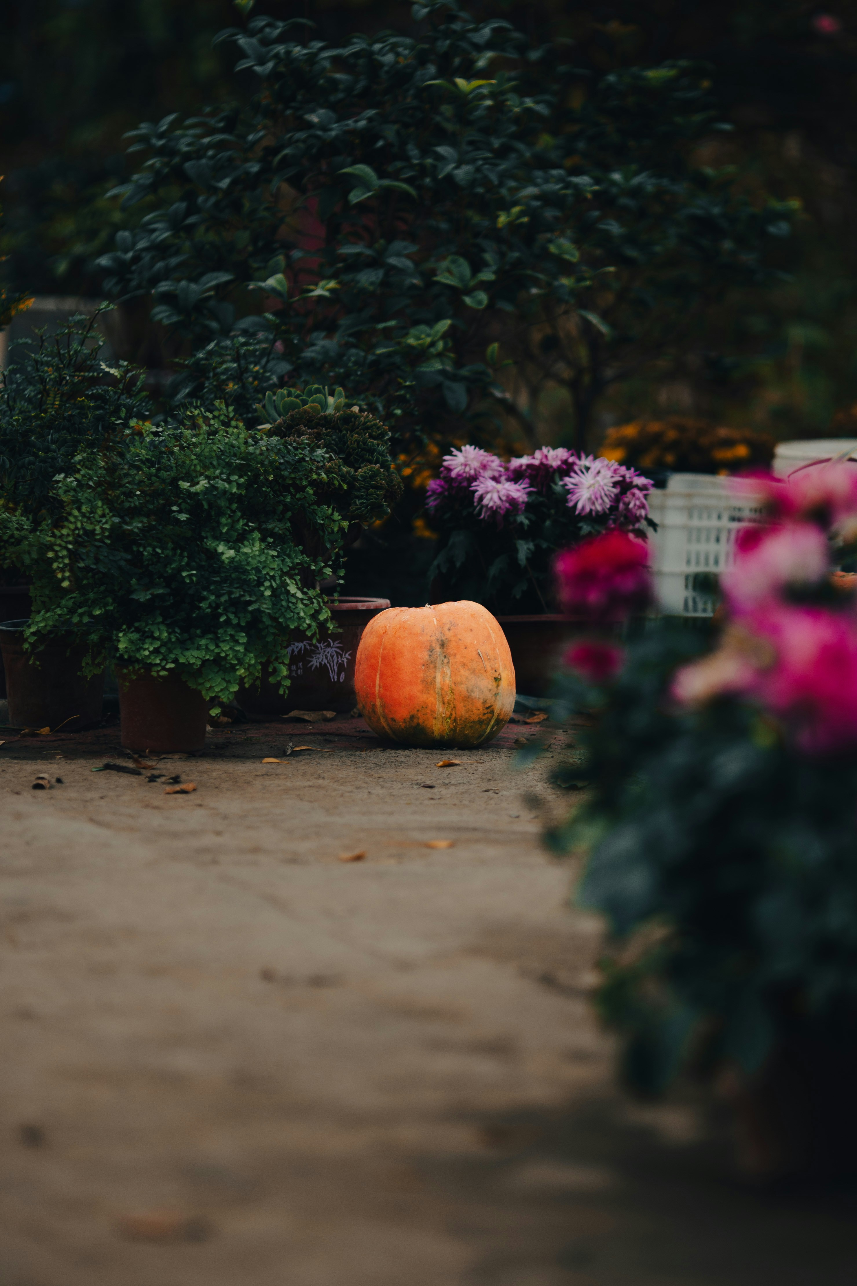 Pumpkin at the Garden Gate: Autumn Calm among Blossoms