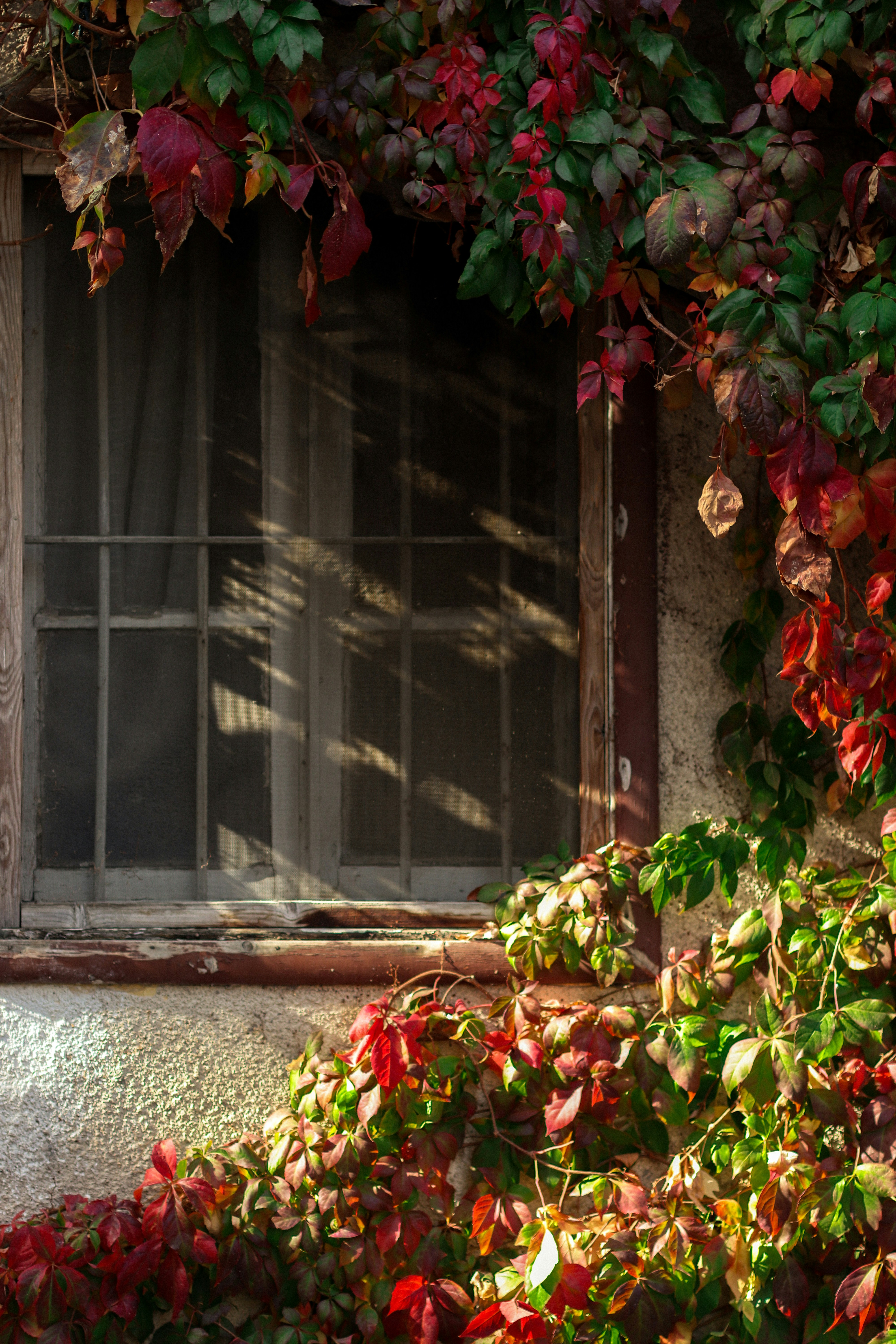 Crimson Ivy Frame: Sunlit Window in Quiet Facade