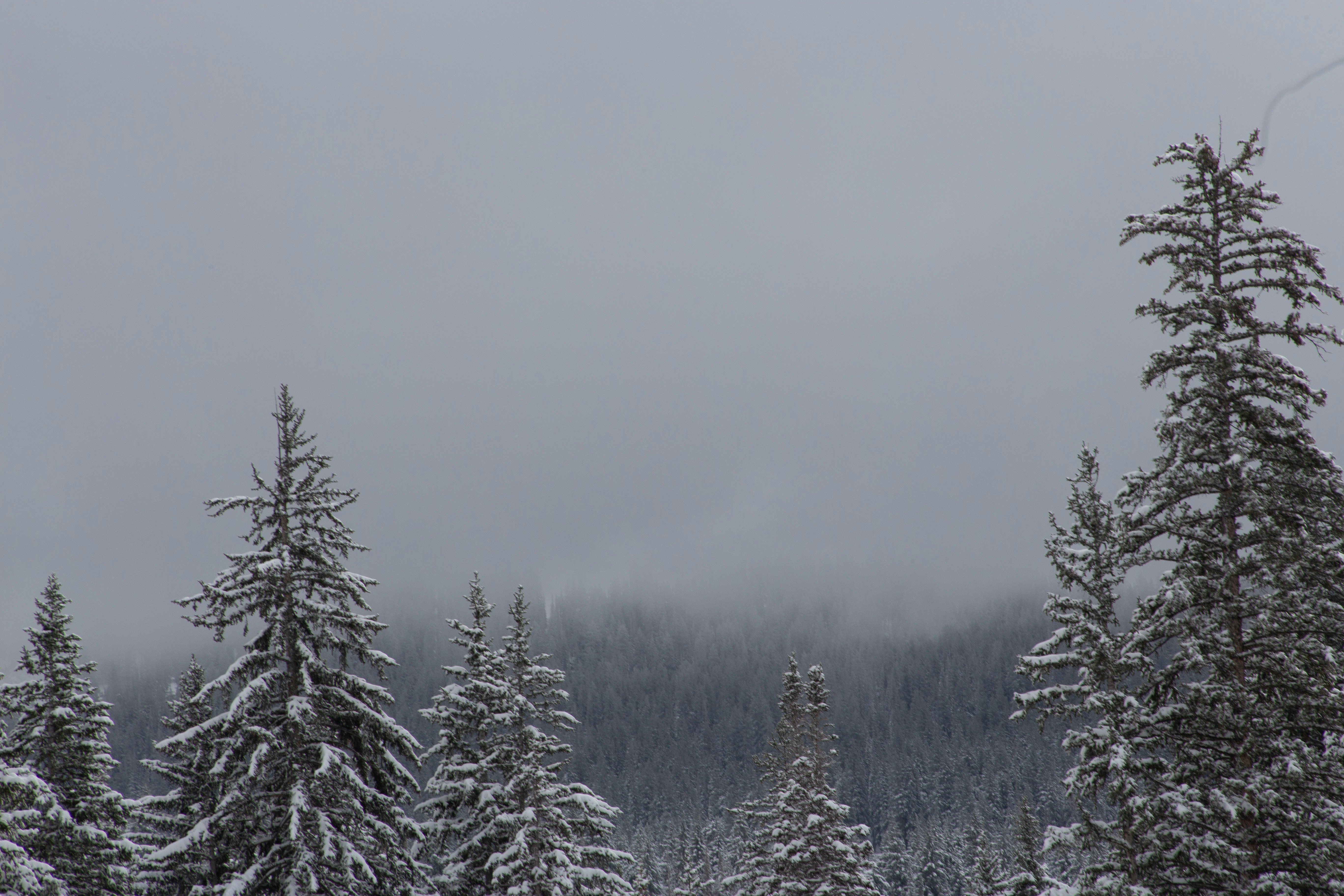 A group of trees in a snowy area photo – Free Usa Image on Unsplash