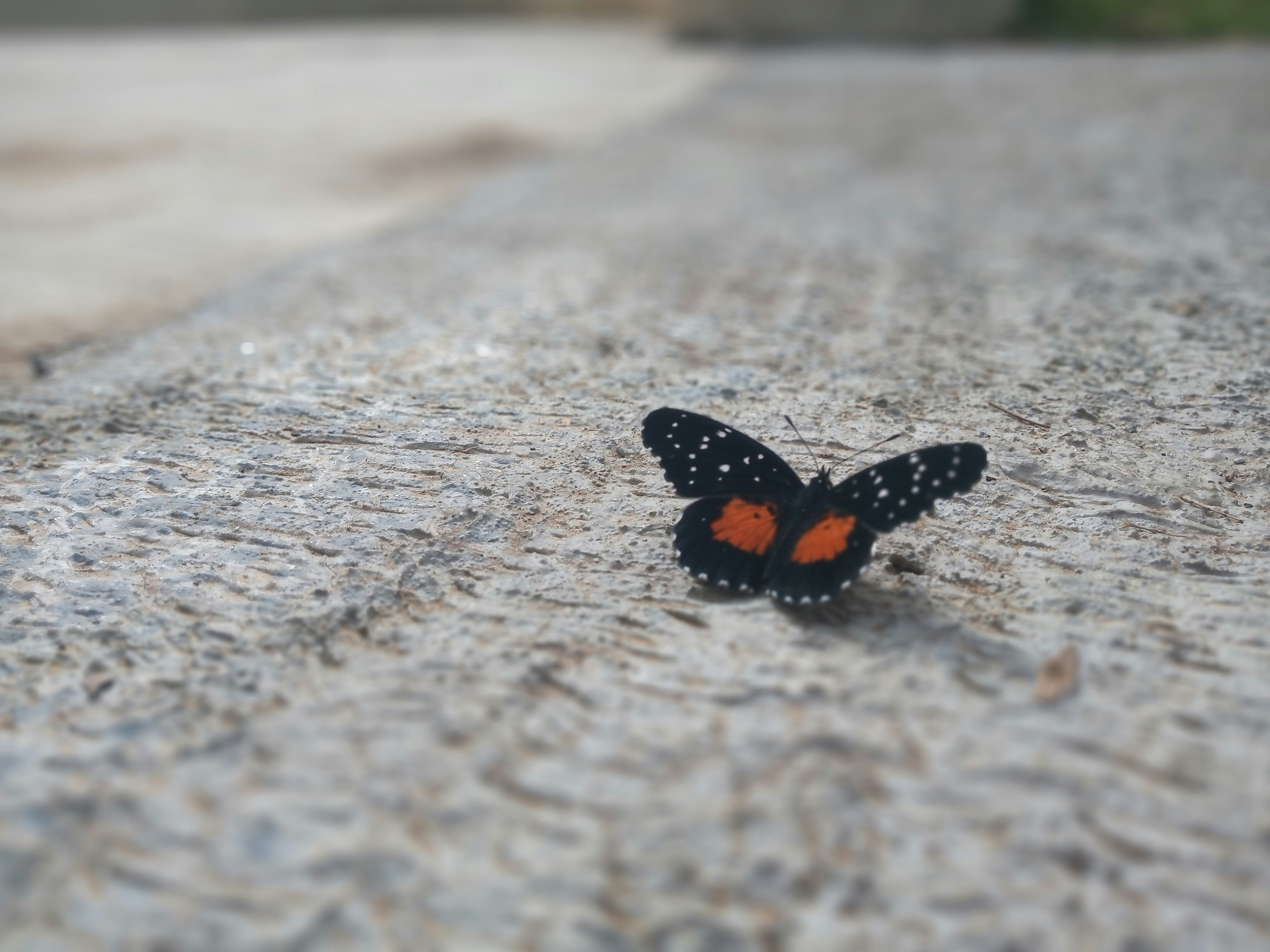 Mariposa monarca directo al sur