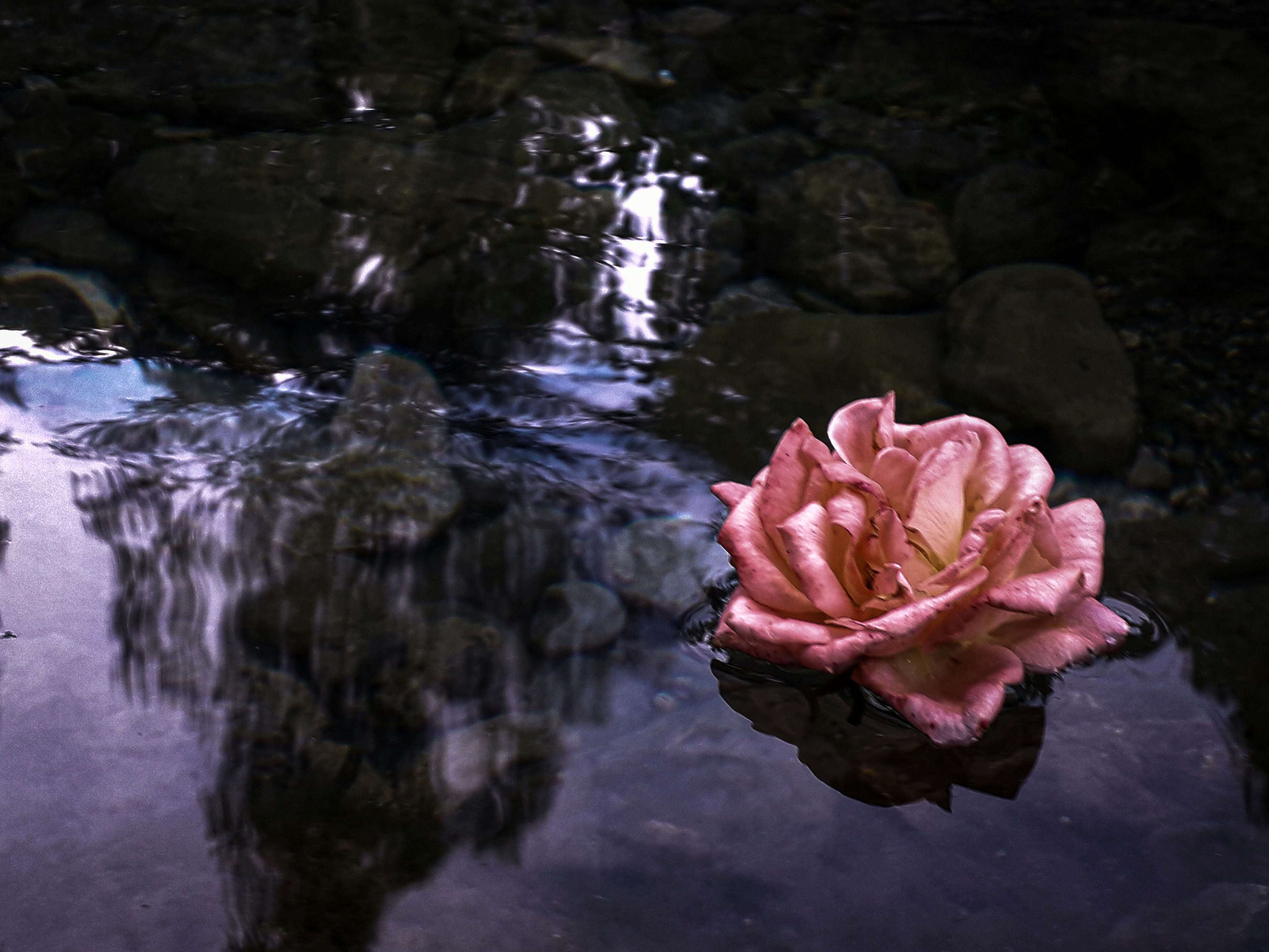 Pink rose floats on still water, with dark rocks and soft reflections framing its delicate petals.