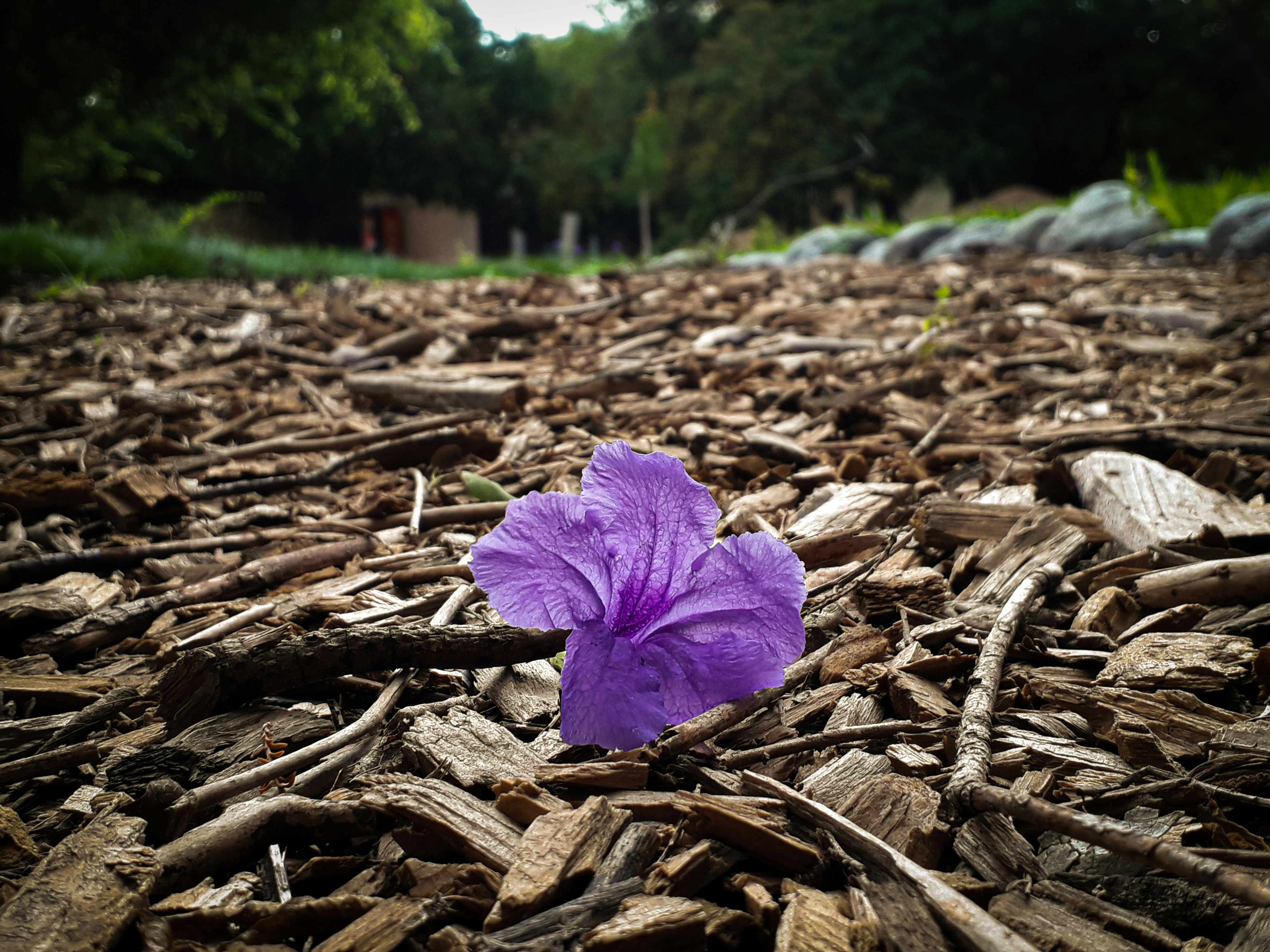 Purple Petal in a Sea of Woodchips
