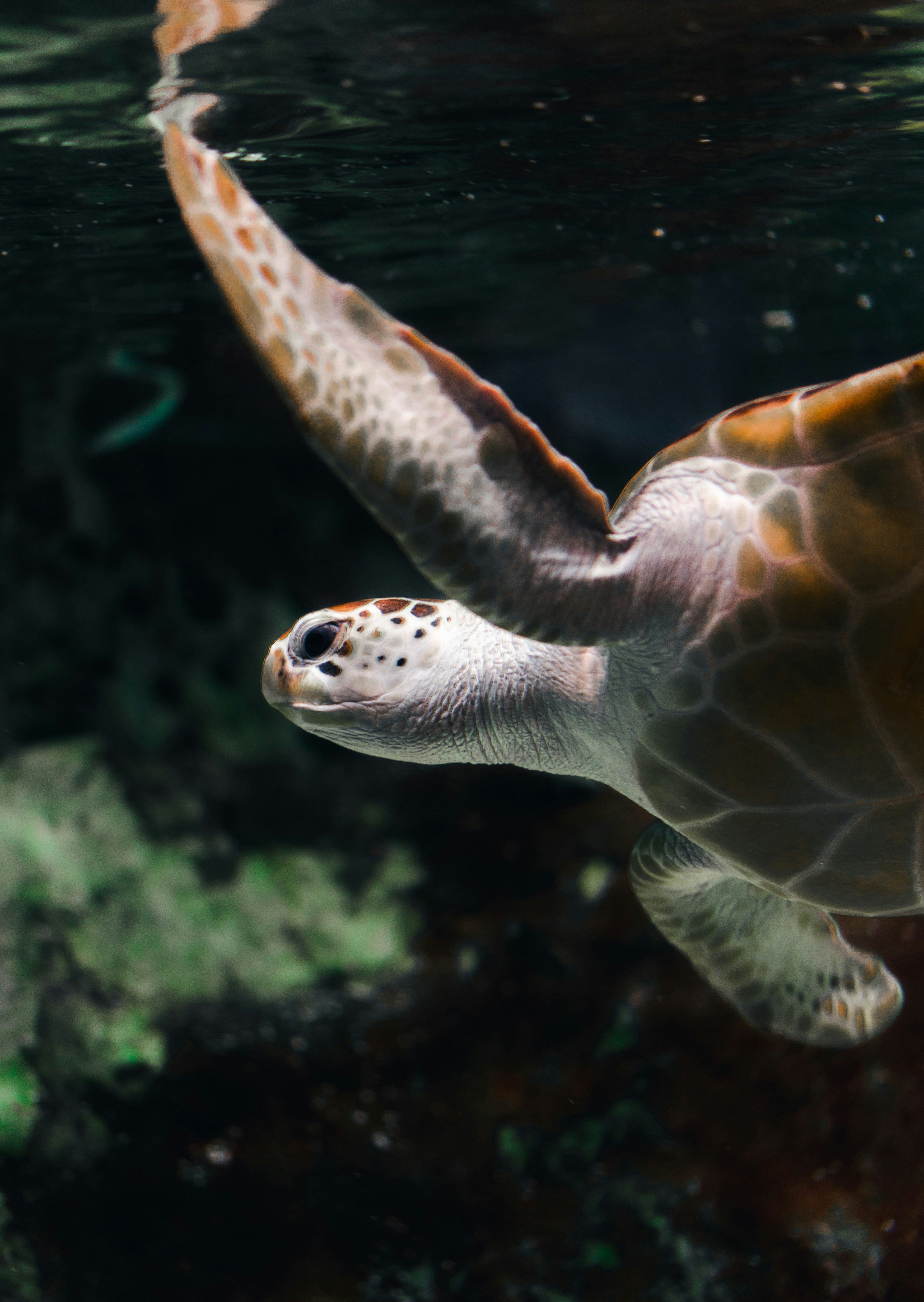 Foto zum Thema Ein Fisch, der im Wasser schwimmt – Kostenloses Bild zu ...