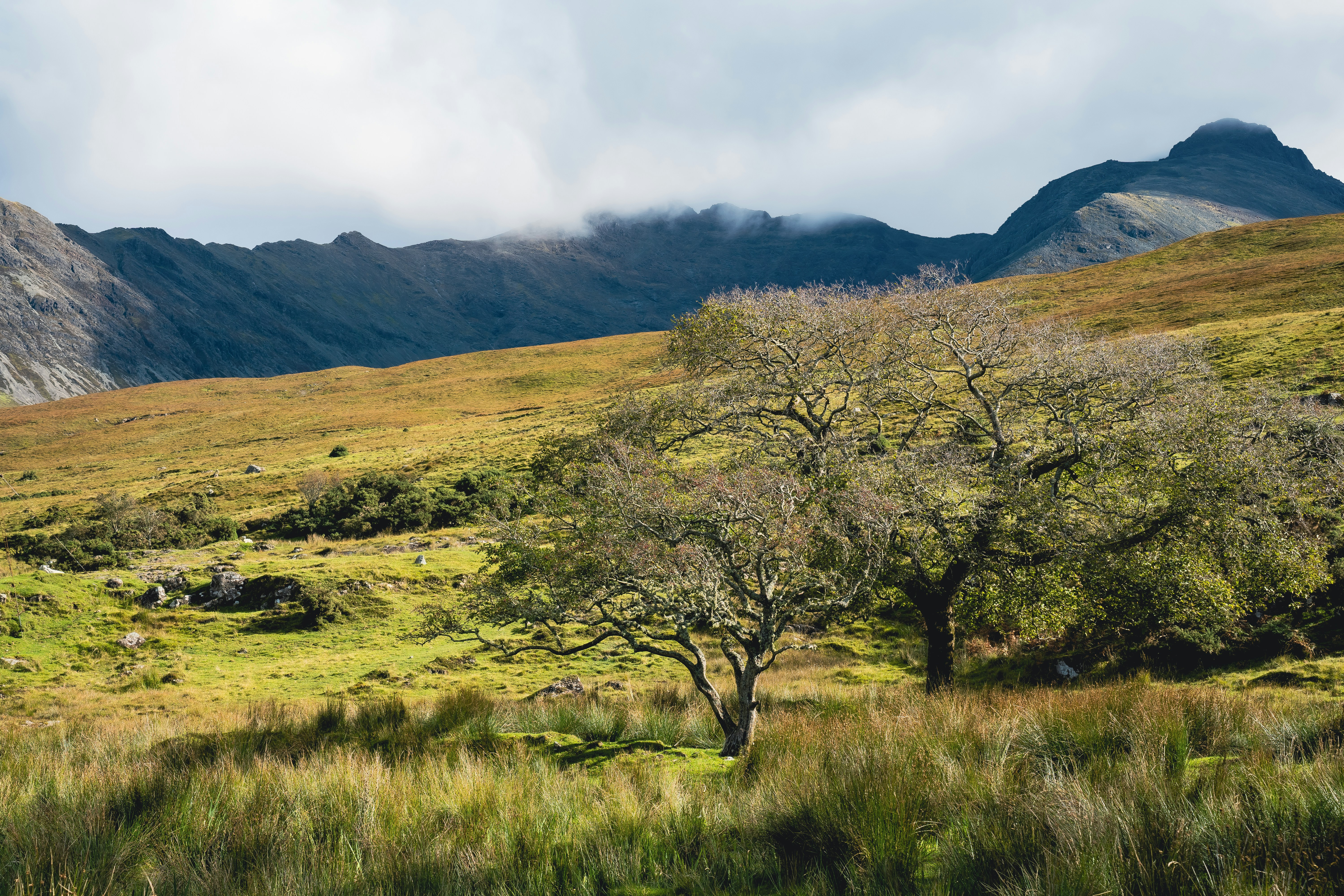 Rolling green hills and a solitary tree under a sky of breaking clouds with distant mountains.