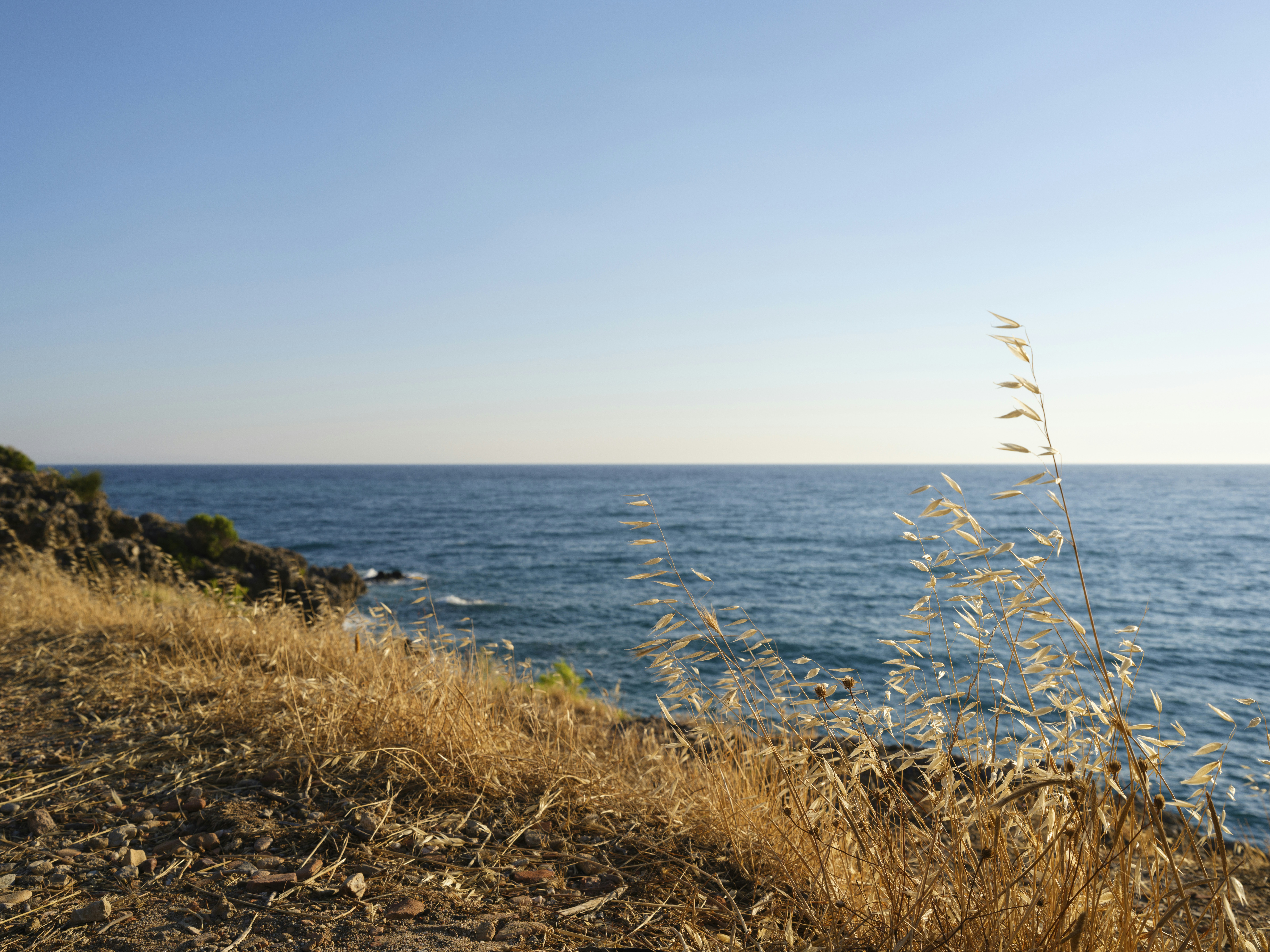 Edge of Light: Golden Grasses Framing a Quiet Sea Horizon