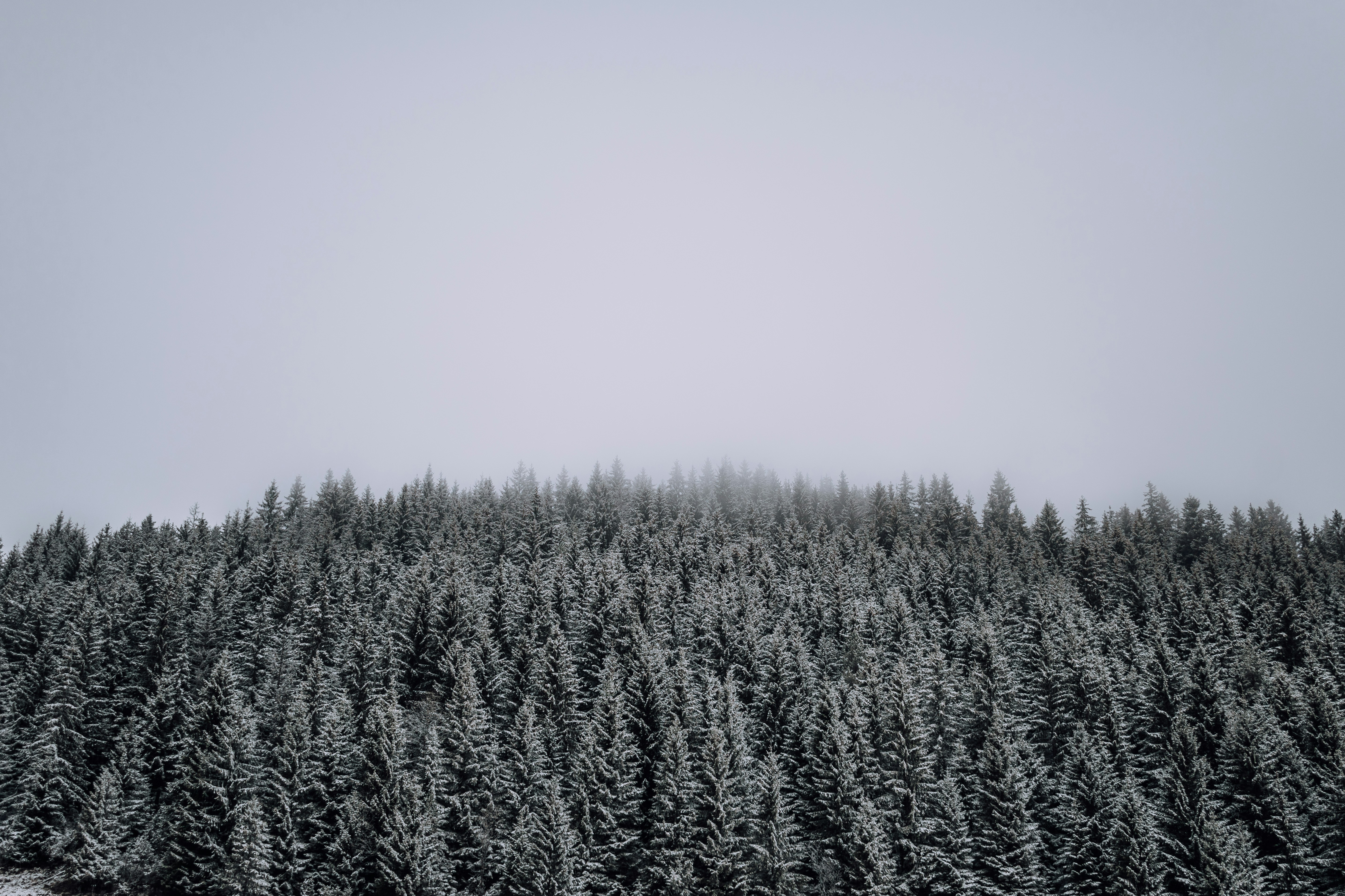 A forest of trees covered in snow photo – Free Desktop wallpapers Image ...