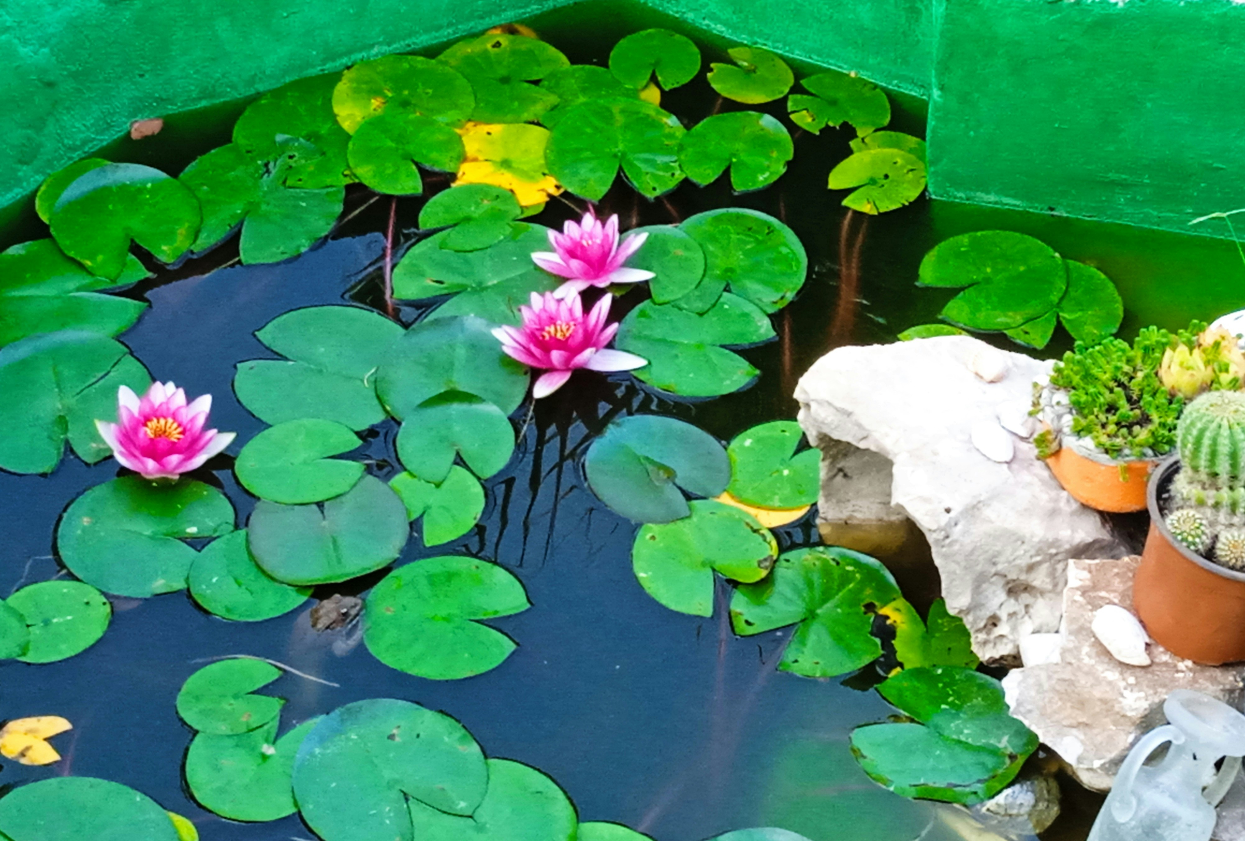 The frog among the lotuses.