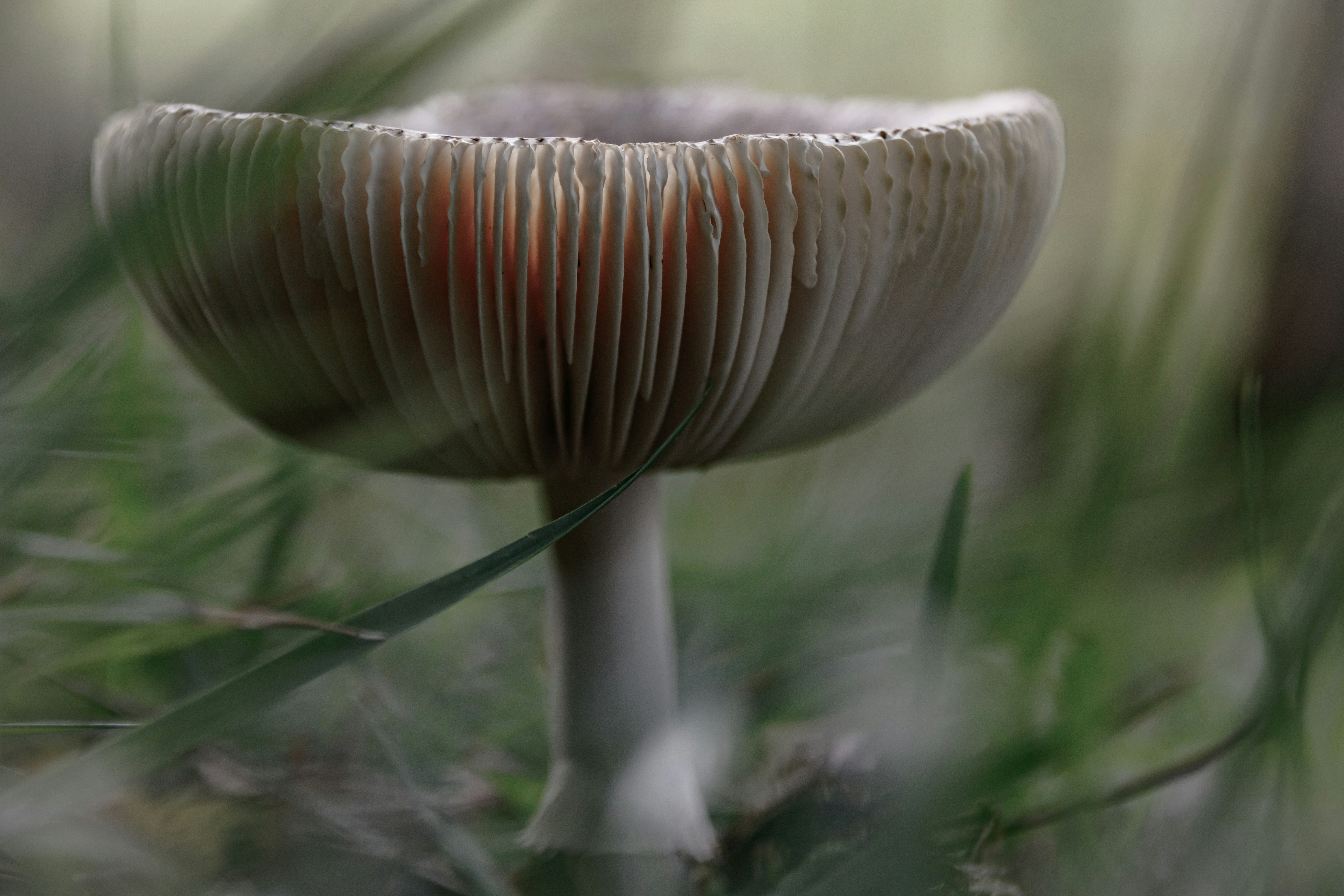 Close-up of a mushroom showcasing intricate gills and a smooth cap, surrounded by soft green grass.