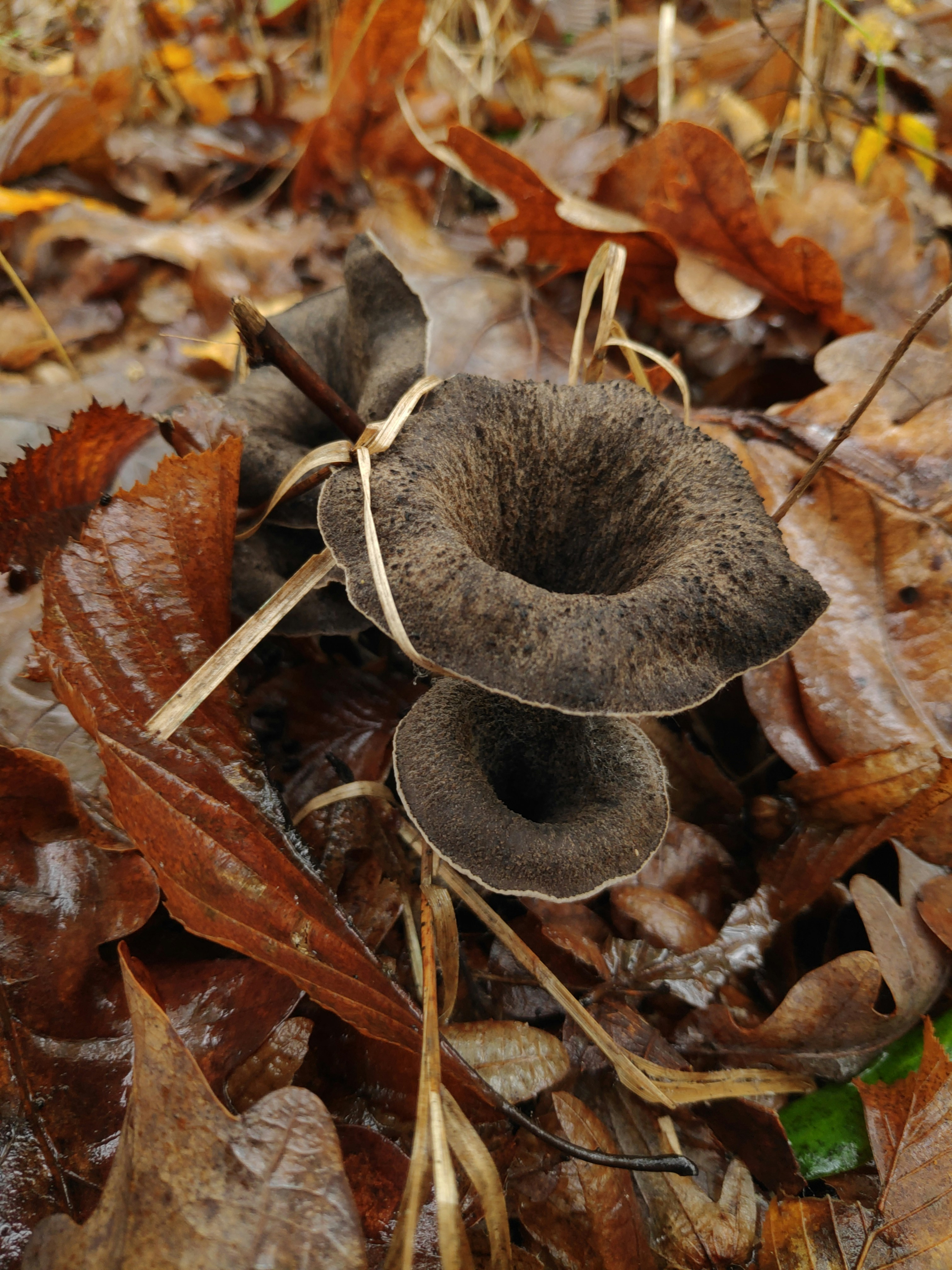 Two Velvet Cups Rising from a Damp Autumn Leaf Carpet