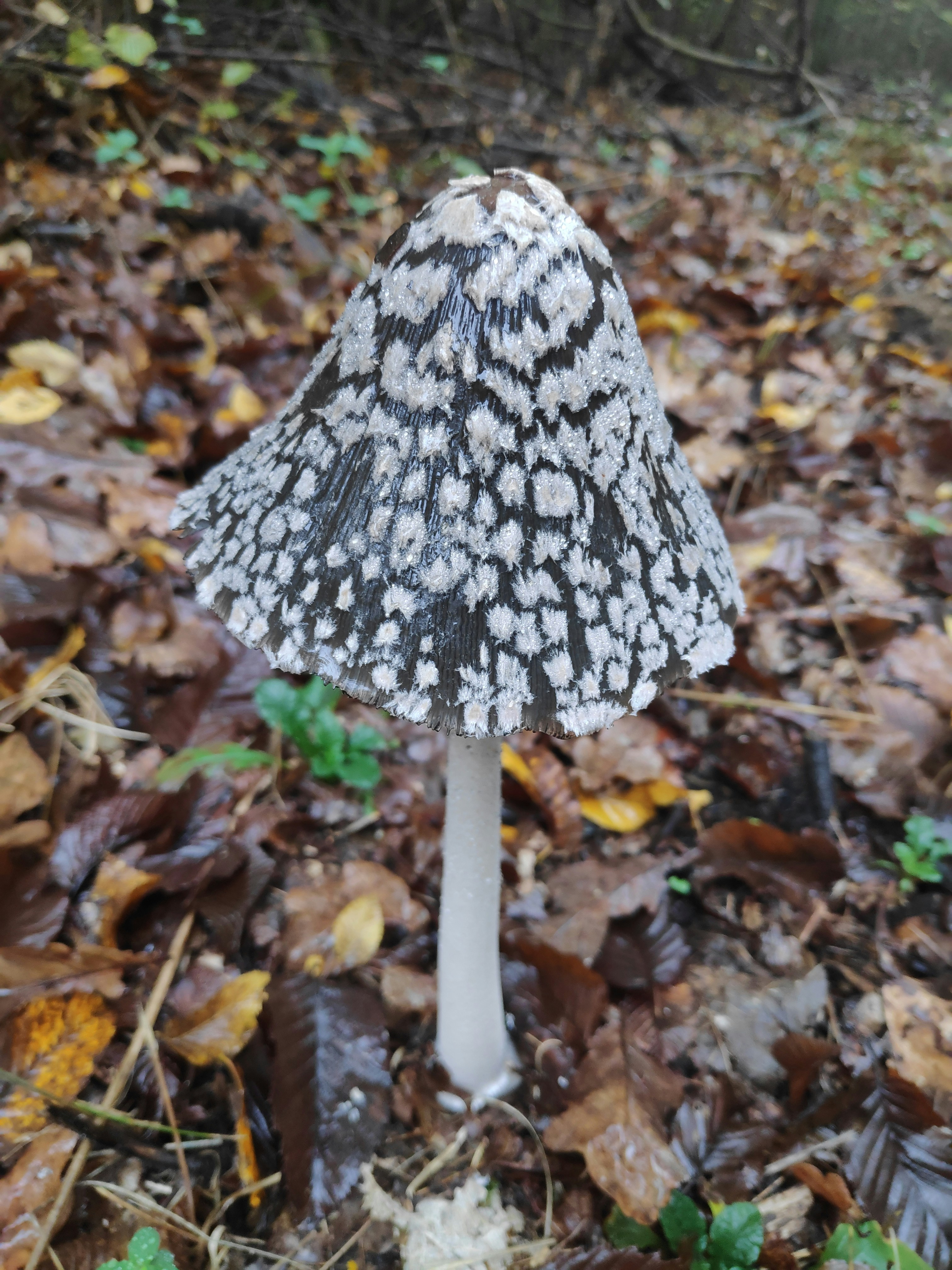 Mottled Fungus Sentinel in Fall Leaf Bed
