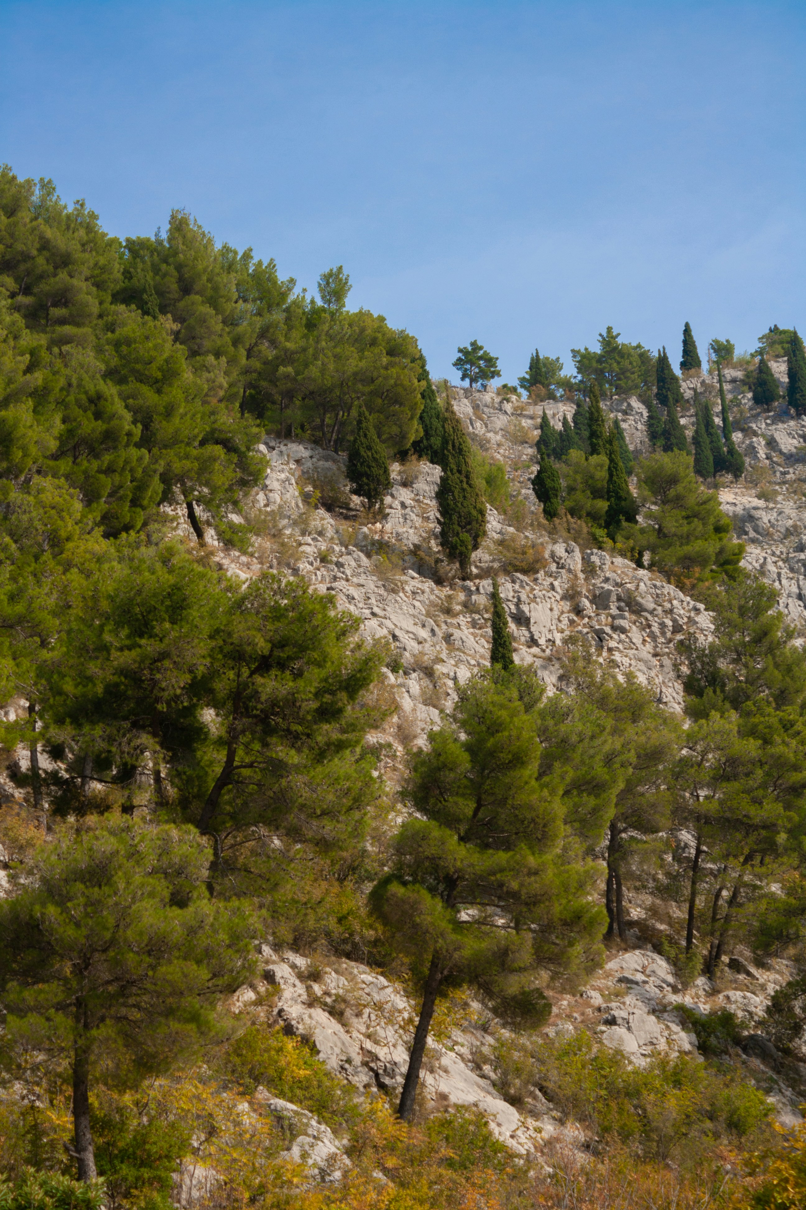 Foto Una ladera rocosa con árboles – Imagen Légumes verts gratis en ...