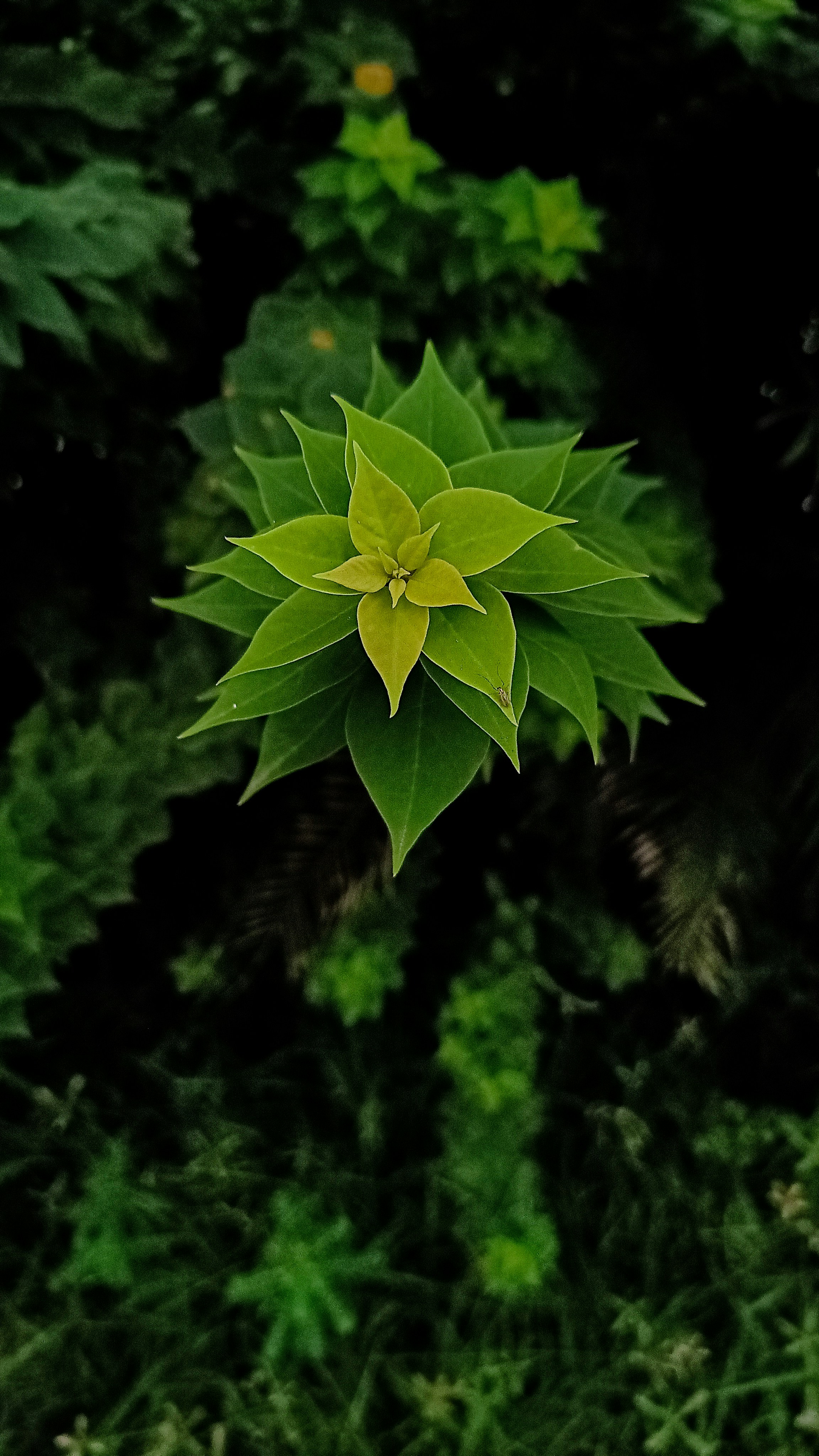 Close-up of a vibrant green plant with star-shaped leaves against a blurred green background.