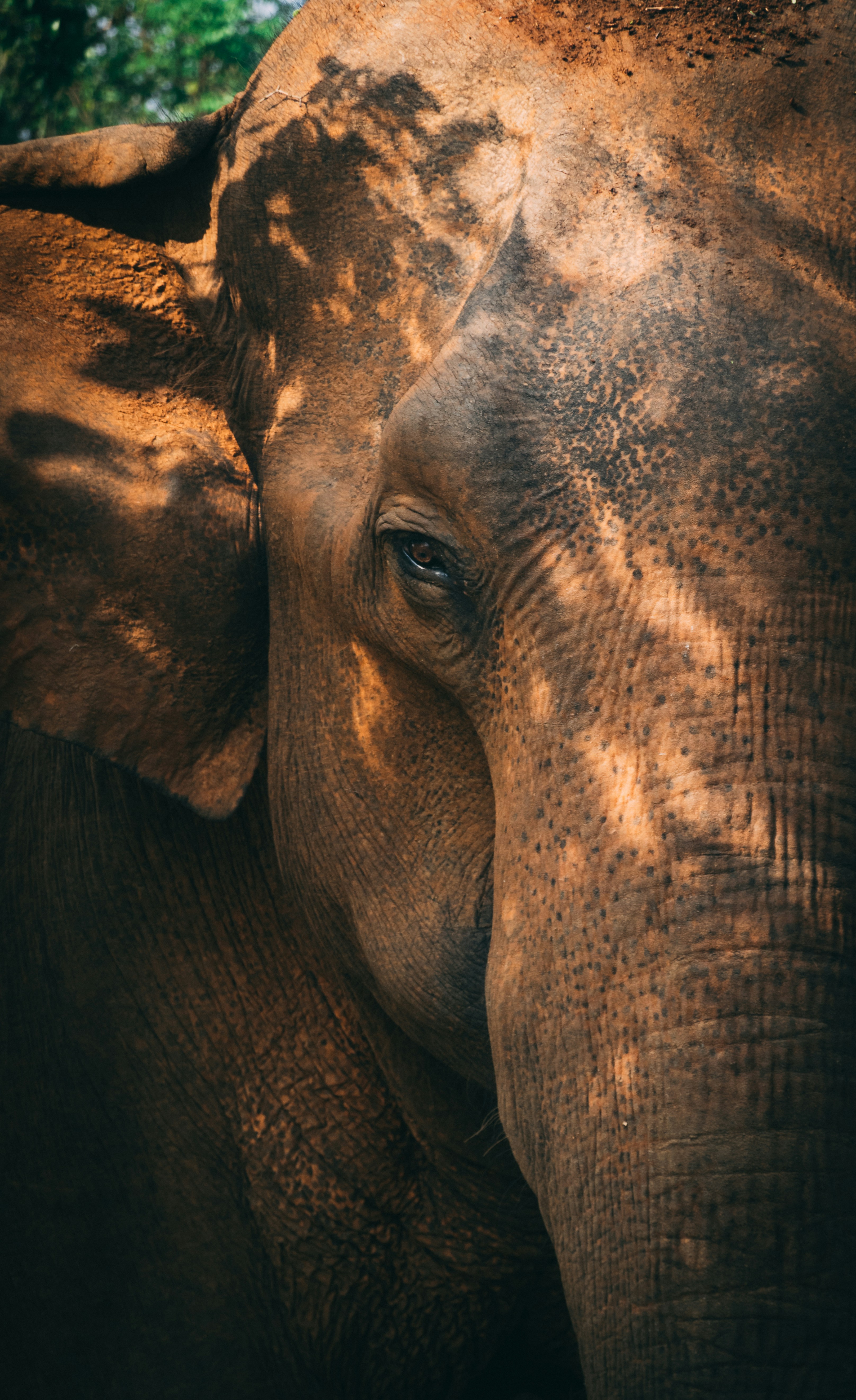 Close-up of an elephant's face, showcasing intricate textures and soft shadows from surrounding foliage. The gaze reflects a deep connection with nature.