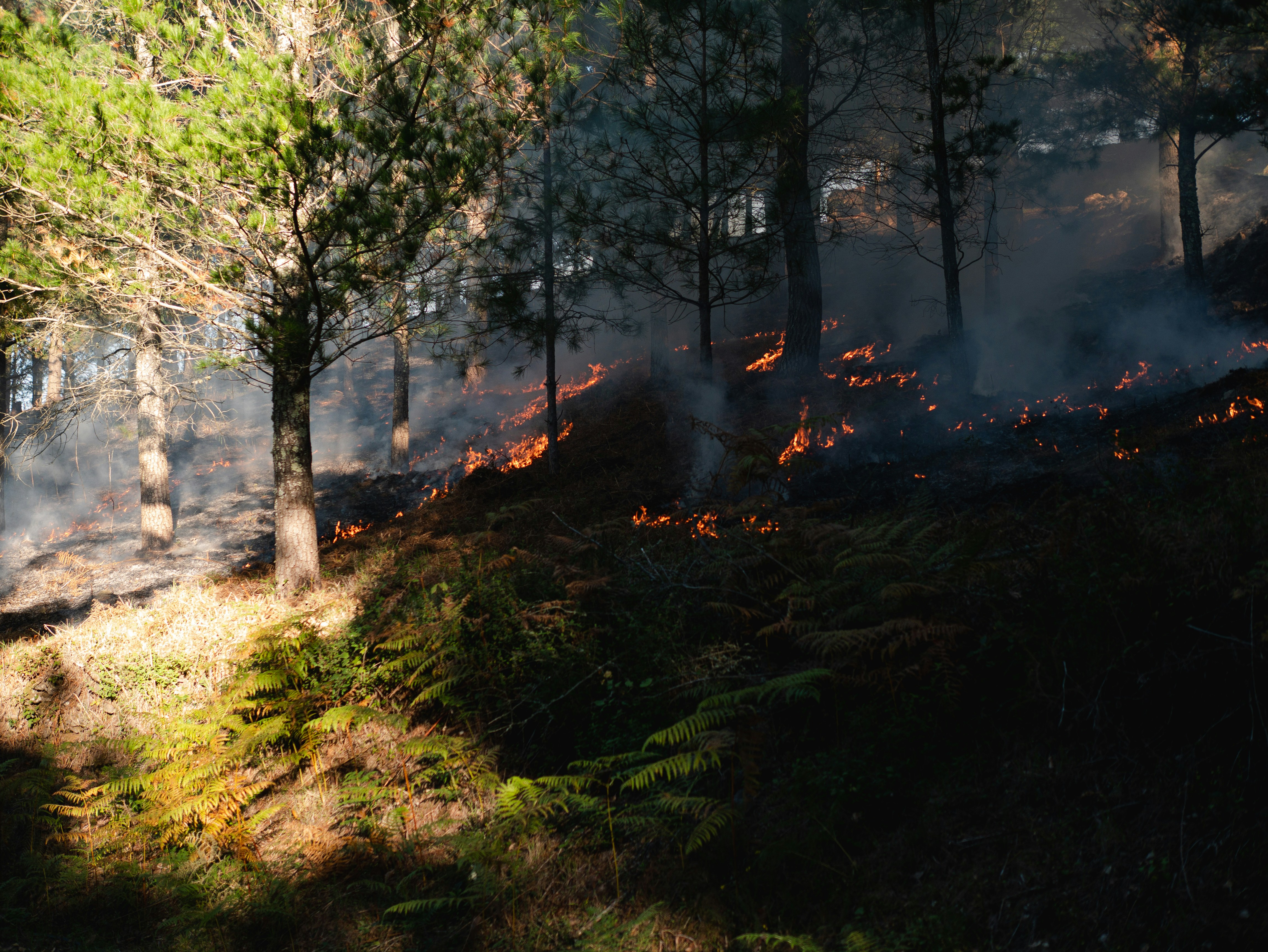 Ridge Fireline: Fire Threads Through a Sunlit Pine Slope