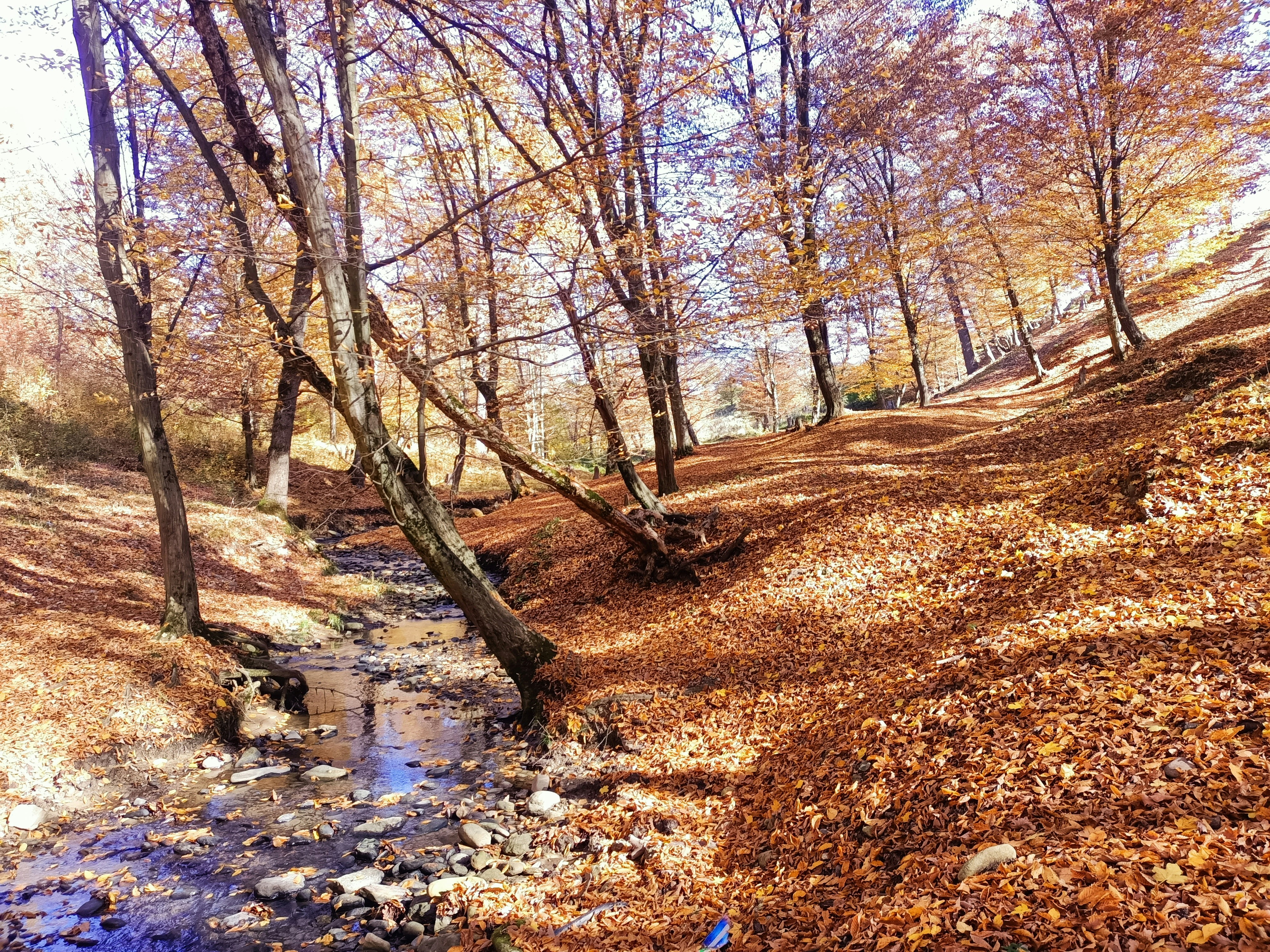 Tranquil forest stream meanders through vibrant autumn leaves under a canopy of tall trees.