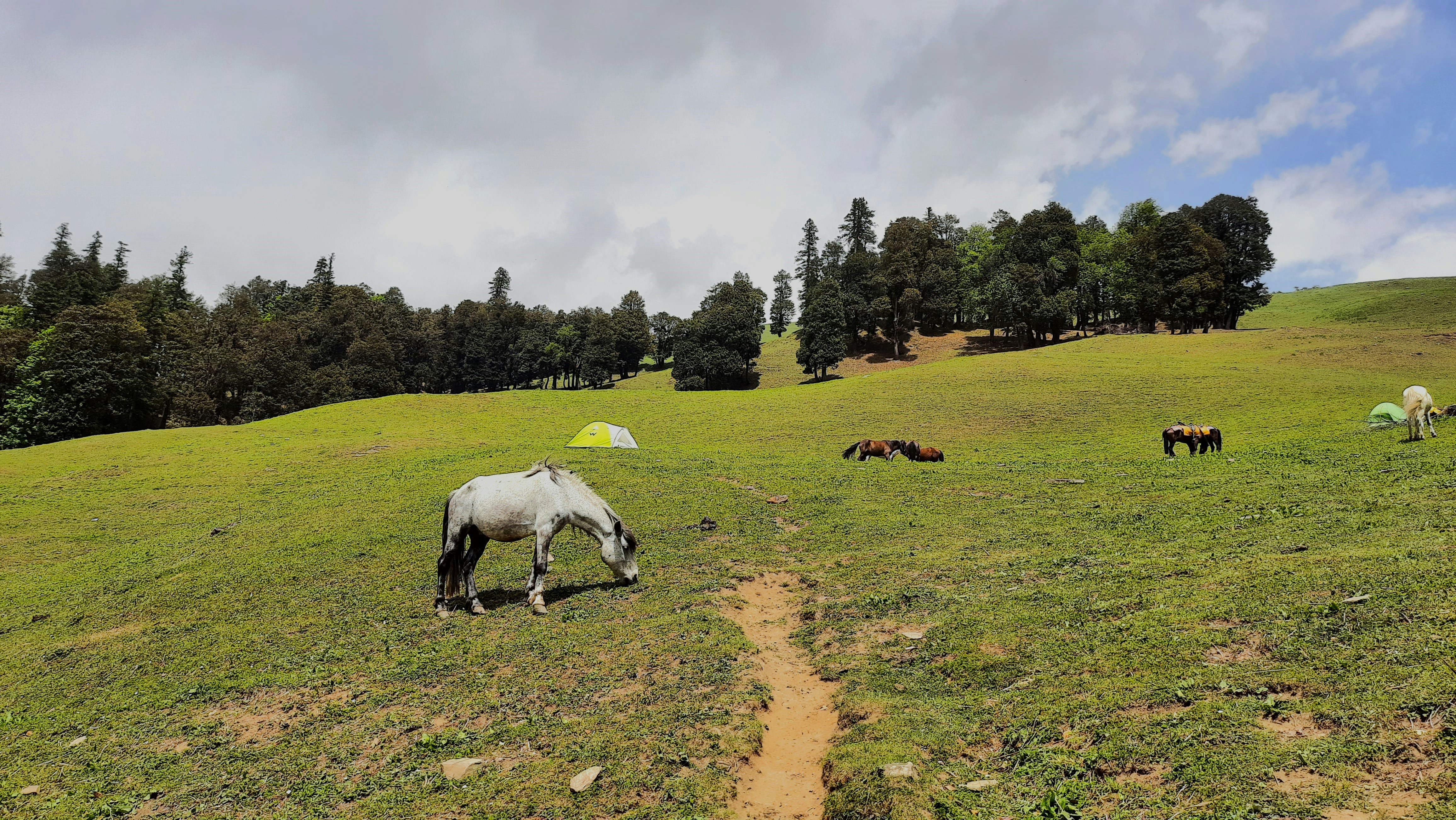 White Stallion on a Winding Meadow Path