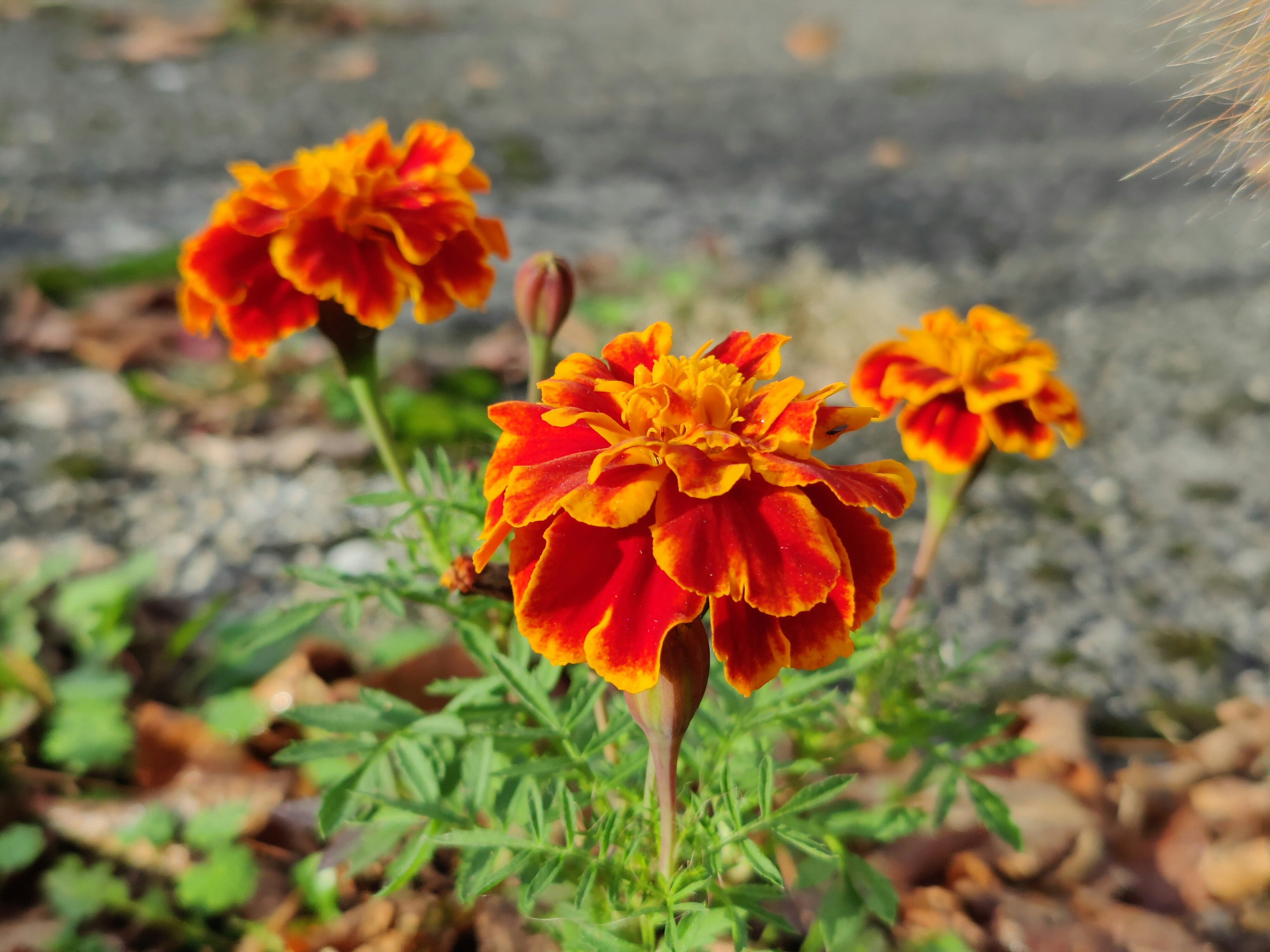 Close-up of vibrant orange marigolds with ruffled petals, anchored by a central bloom. The scene rests on a gravel path with scattered autumn leaves in the background.