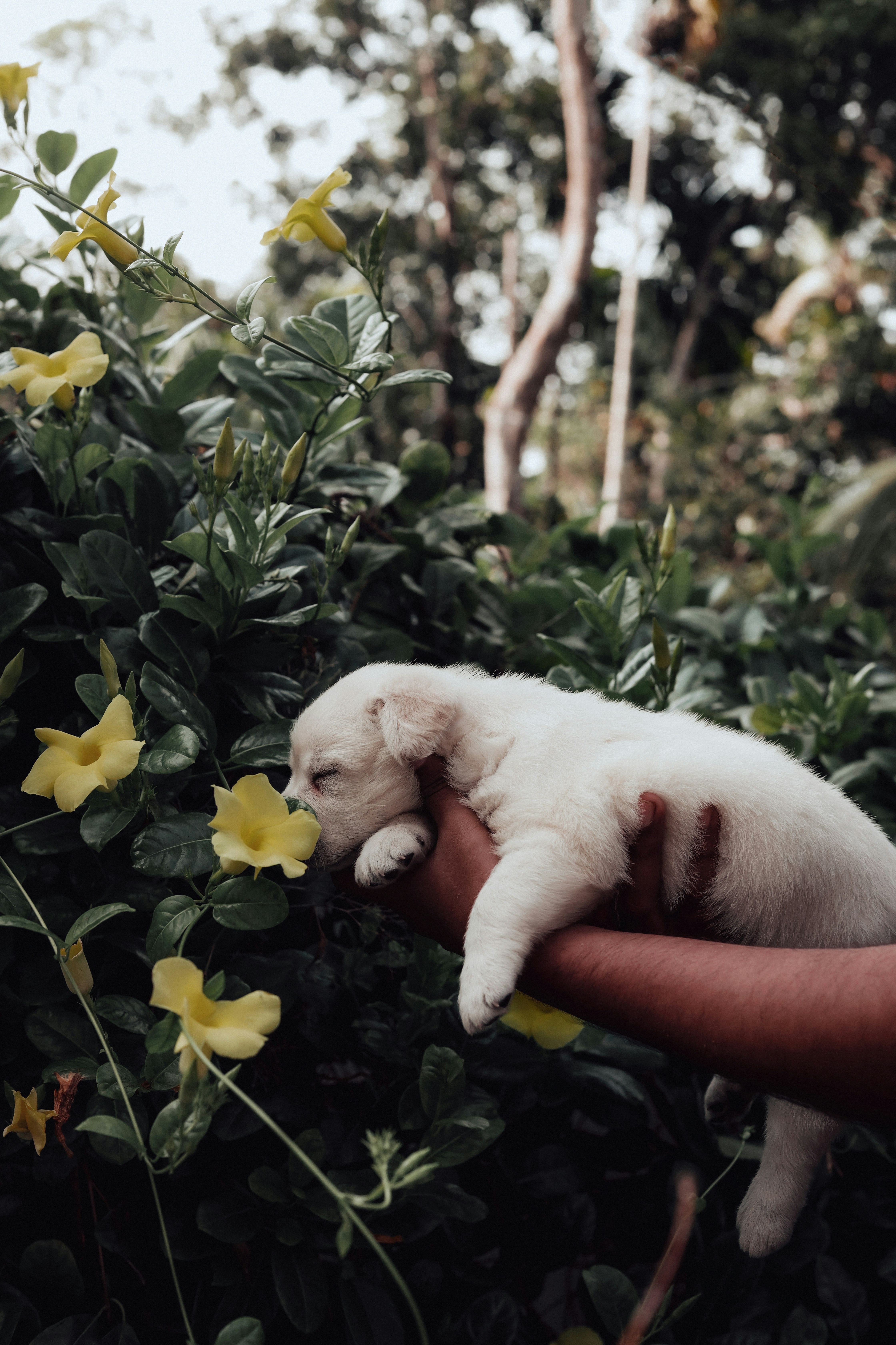 Cradled in Bloom: a white puppy among sunlit yellow blossoms
