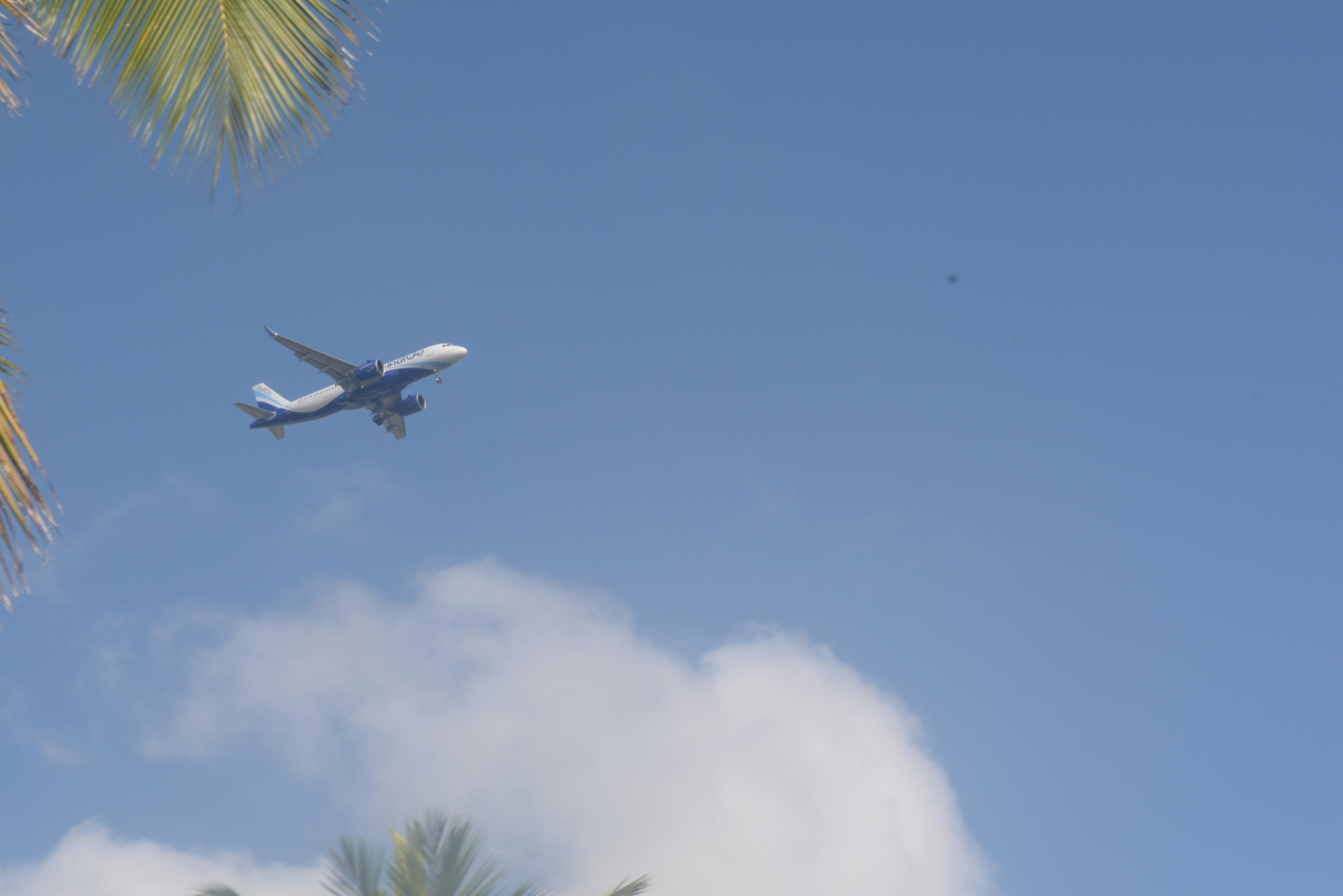 Jetliner in a Clear Sky: Framed between Palm Fronds