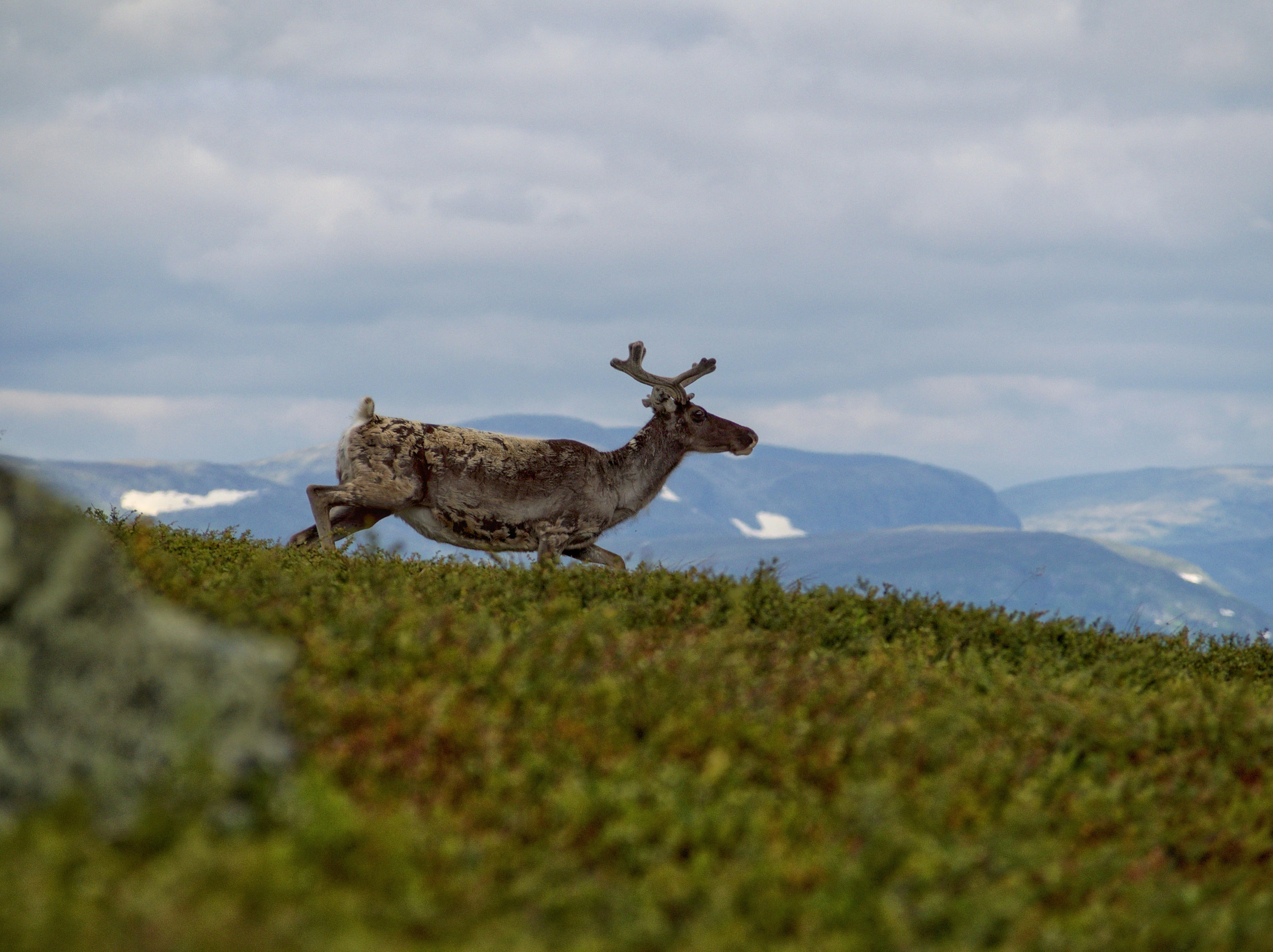 Wild Moose Cresting the Heath Against a Nordic Horizon