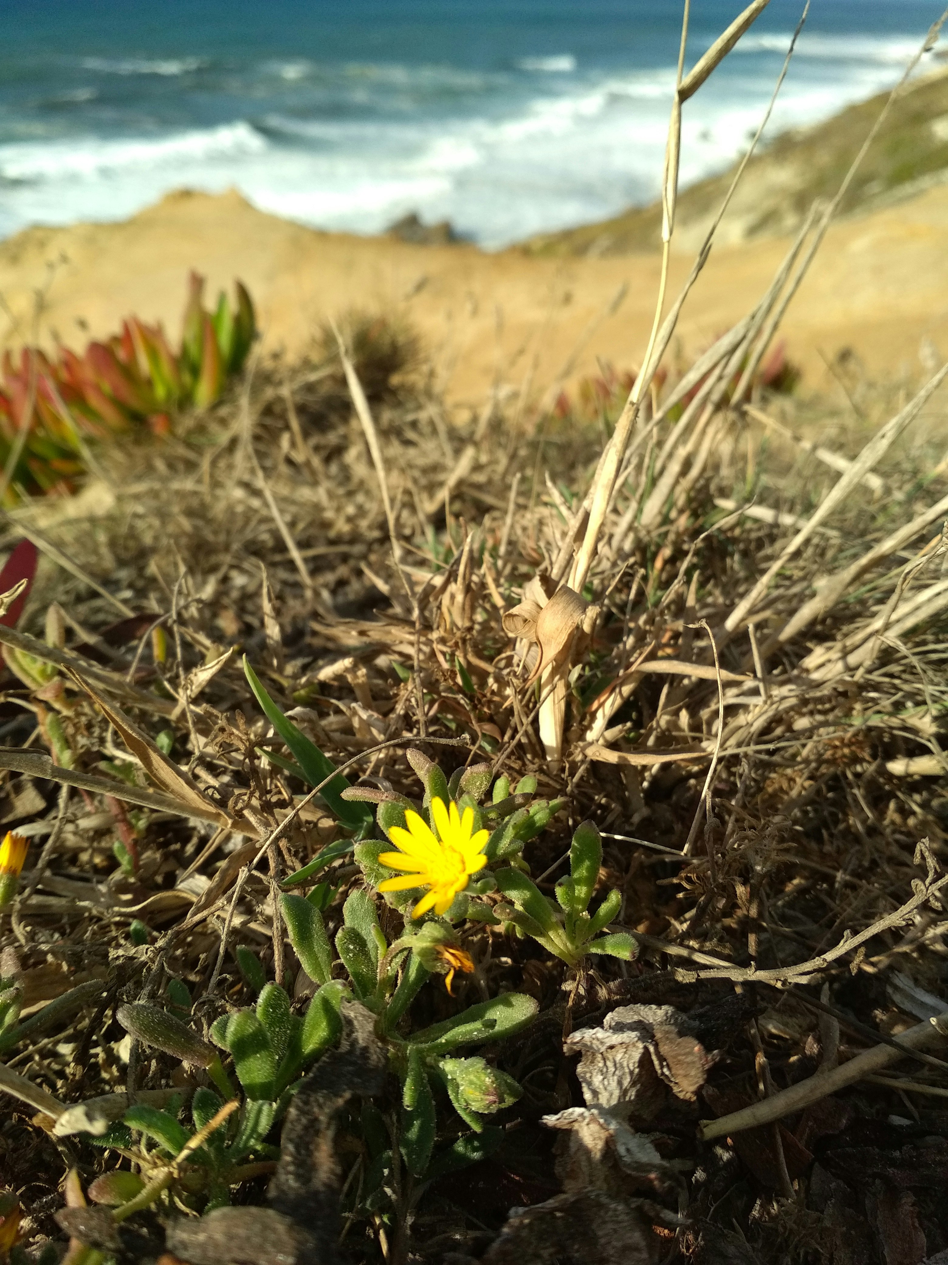 A vibrant yellow flower emerges from dry grass on a coastal bluff, overlooking the ocean waves below.
