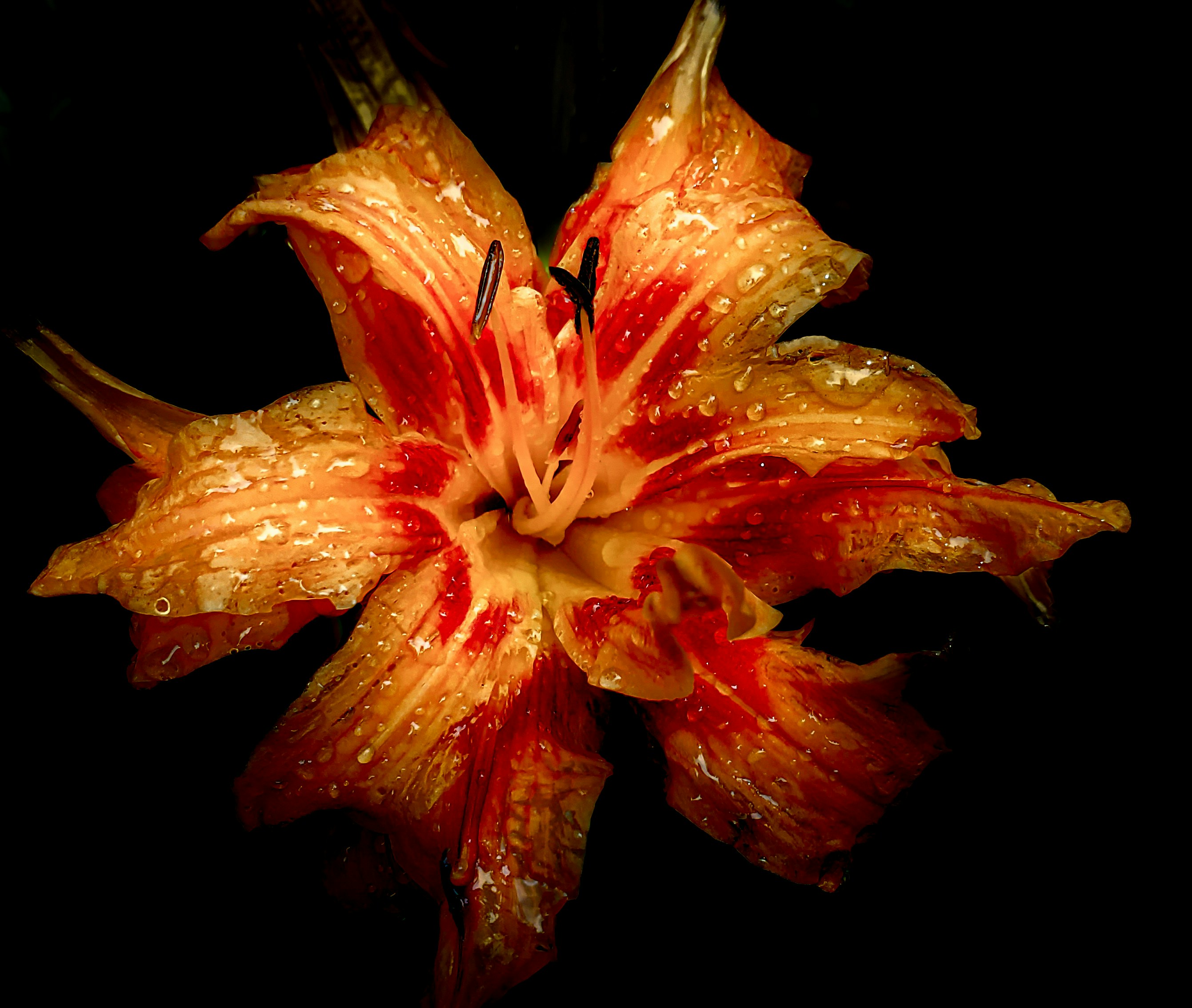 Crimson Petal Bloom in Midnight Backdrop