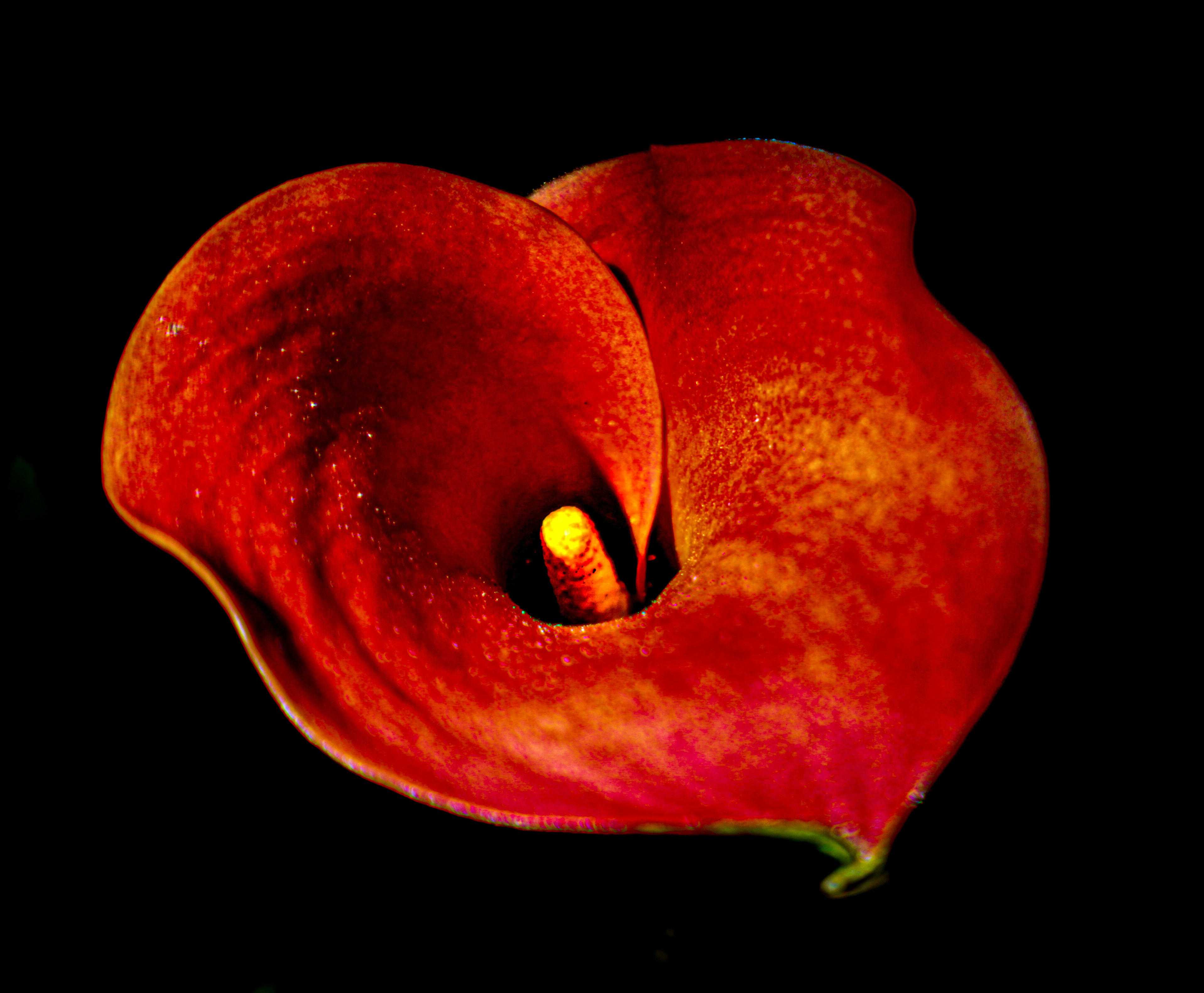 Red calla lily spring 2022 on black with masking