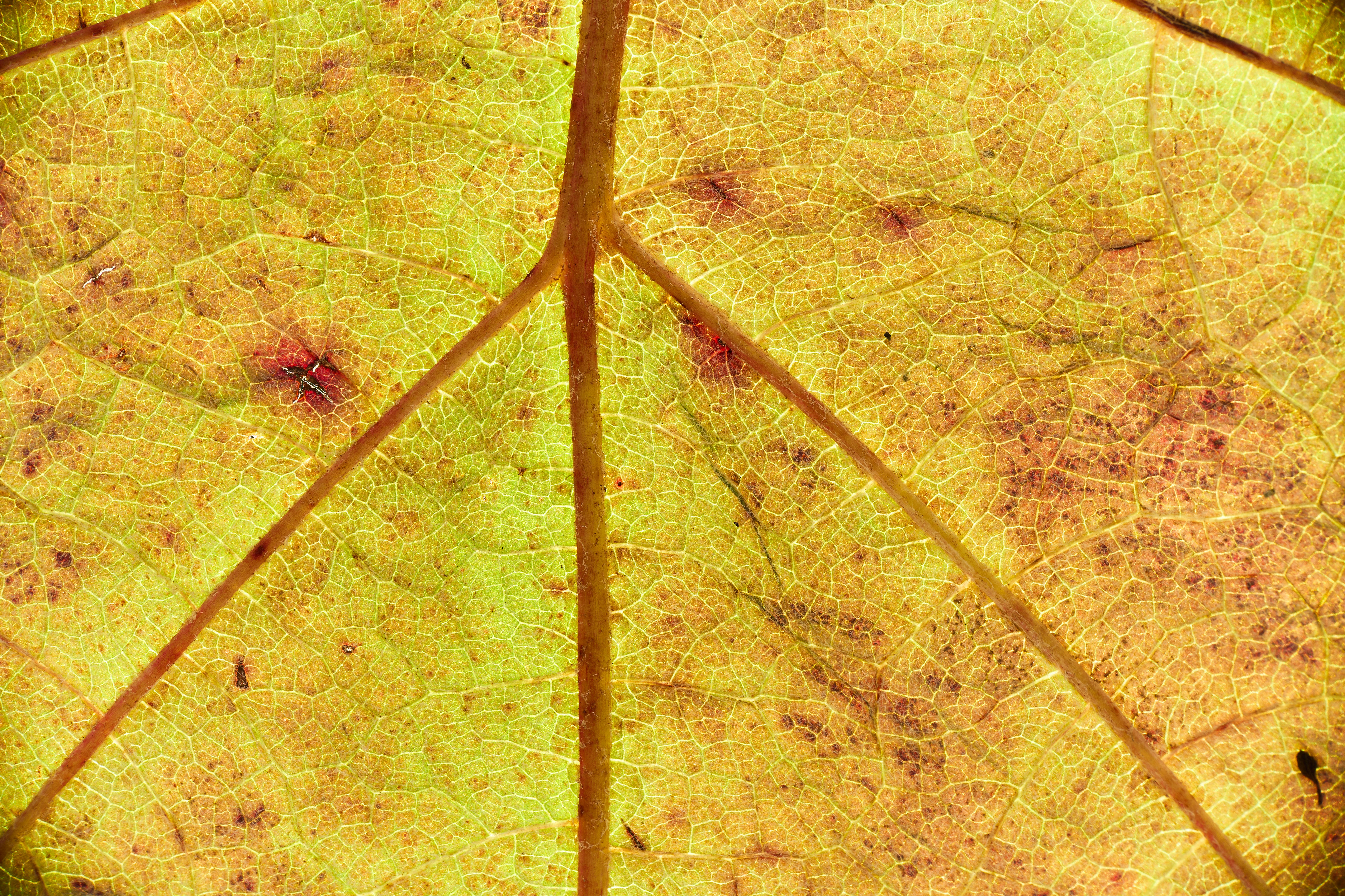 Photo by Wolfgang Hasselmann with Sony Alpha 7 IV