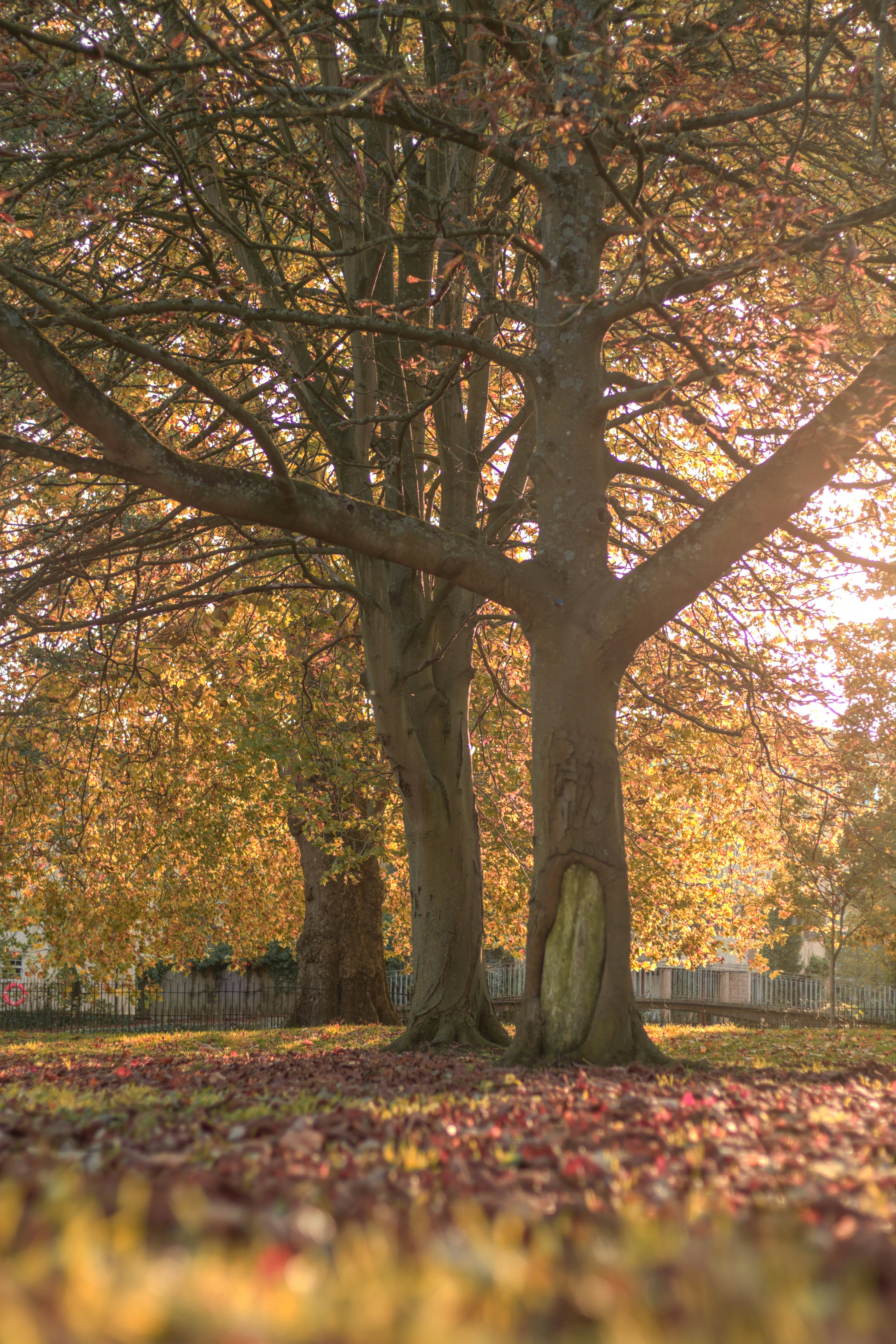 Earthy Aesthetic Pictures | Download Free Images on Unsplash