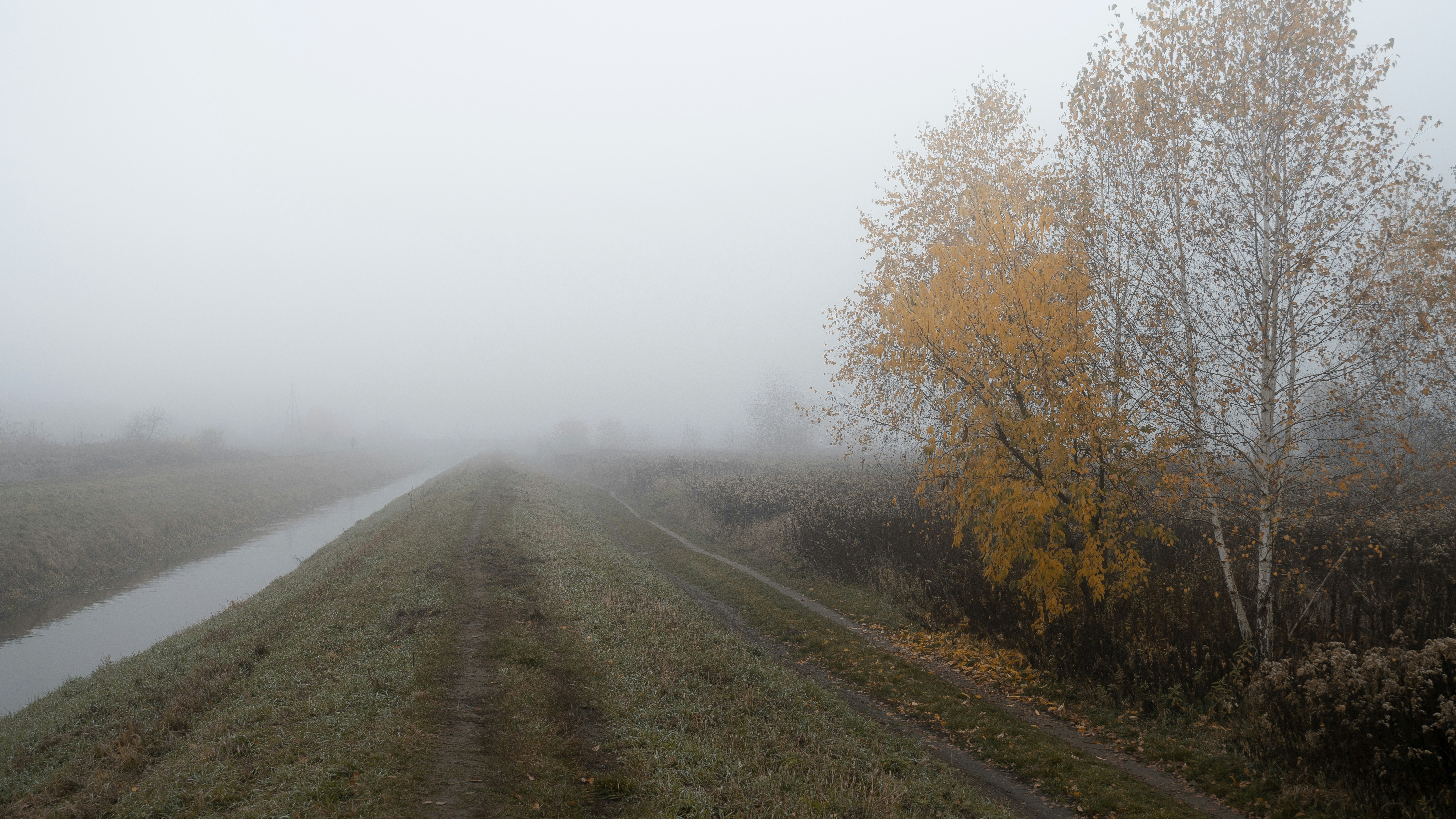 a foggy road with trees on either side of it