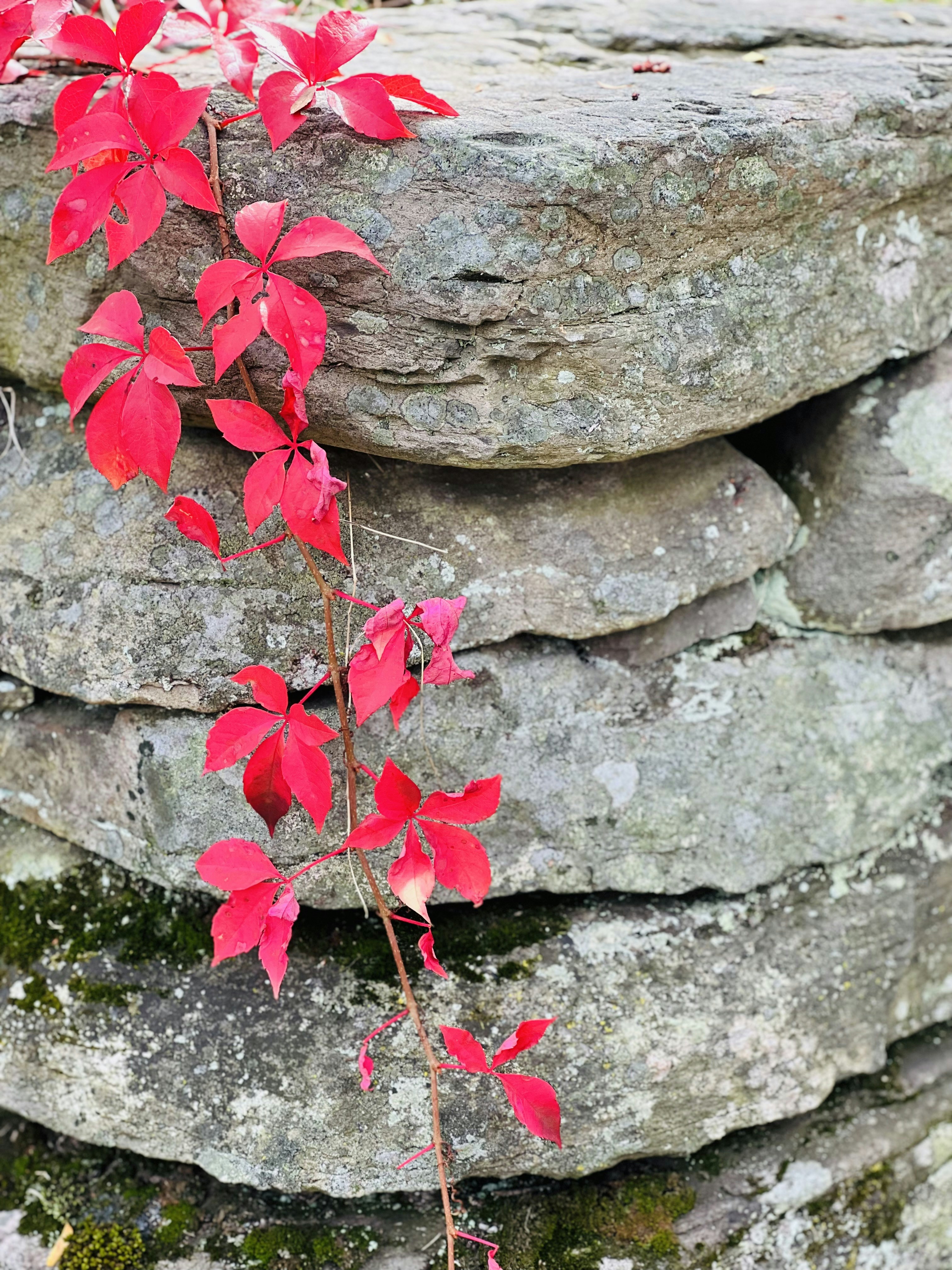 Une plante aux feuilles rouges photo – Photo Feuille Gratuite sur Unsplash