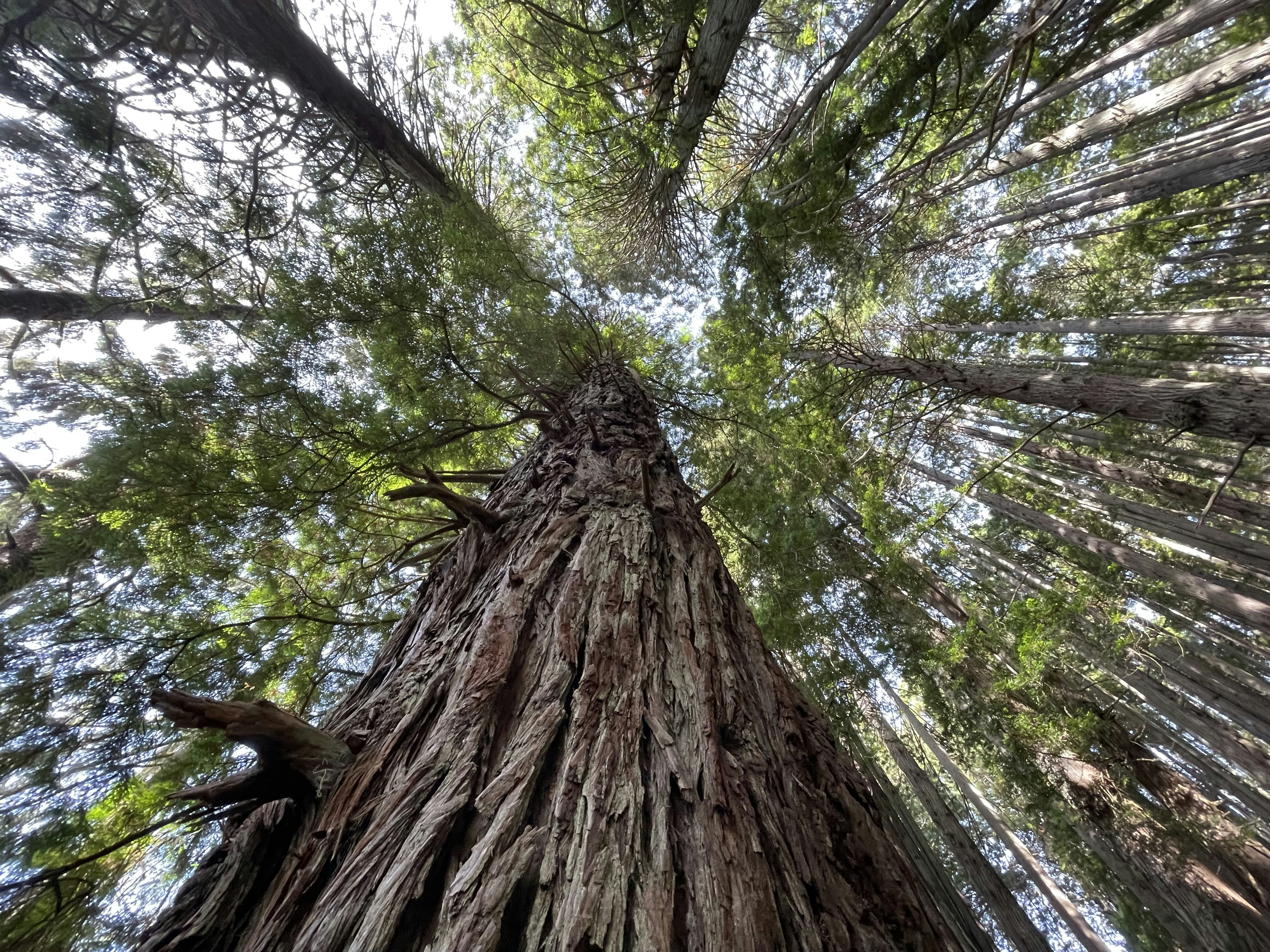 A tree with many branches photo – Free Redwoods Image on Unsplash