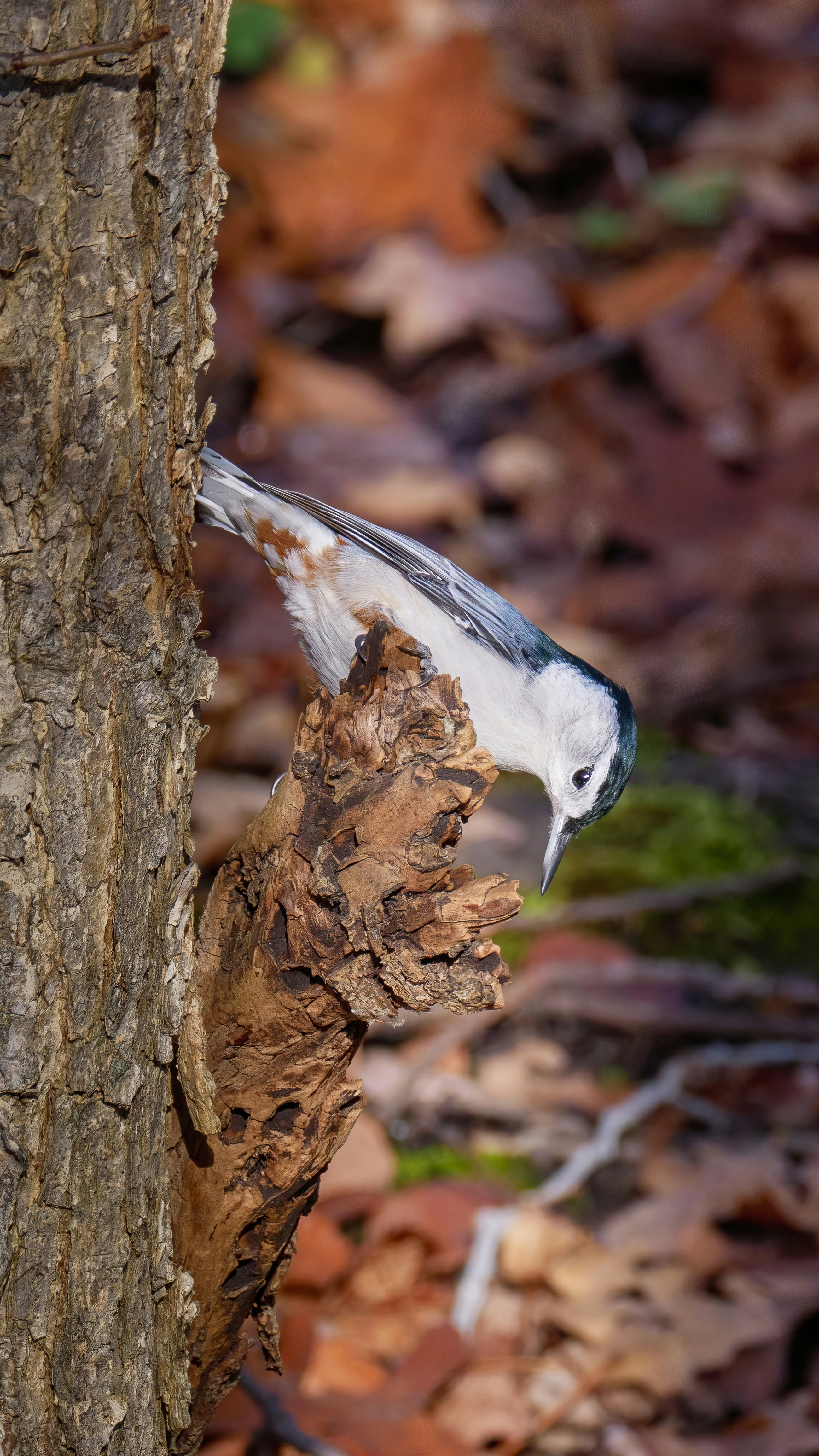 a bird on a tree