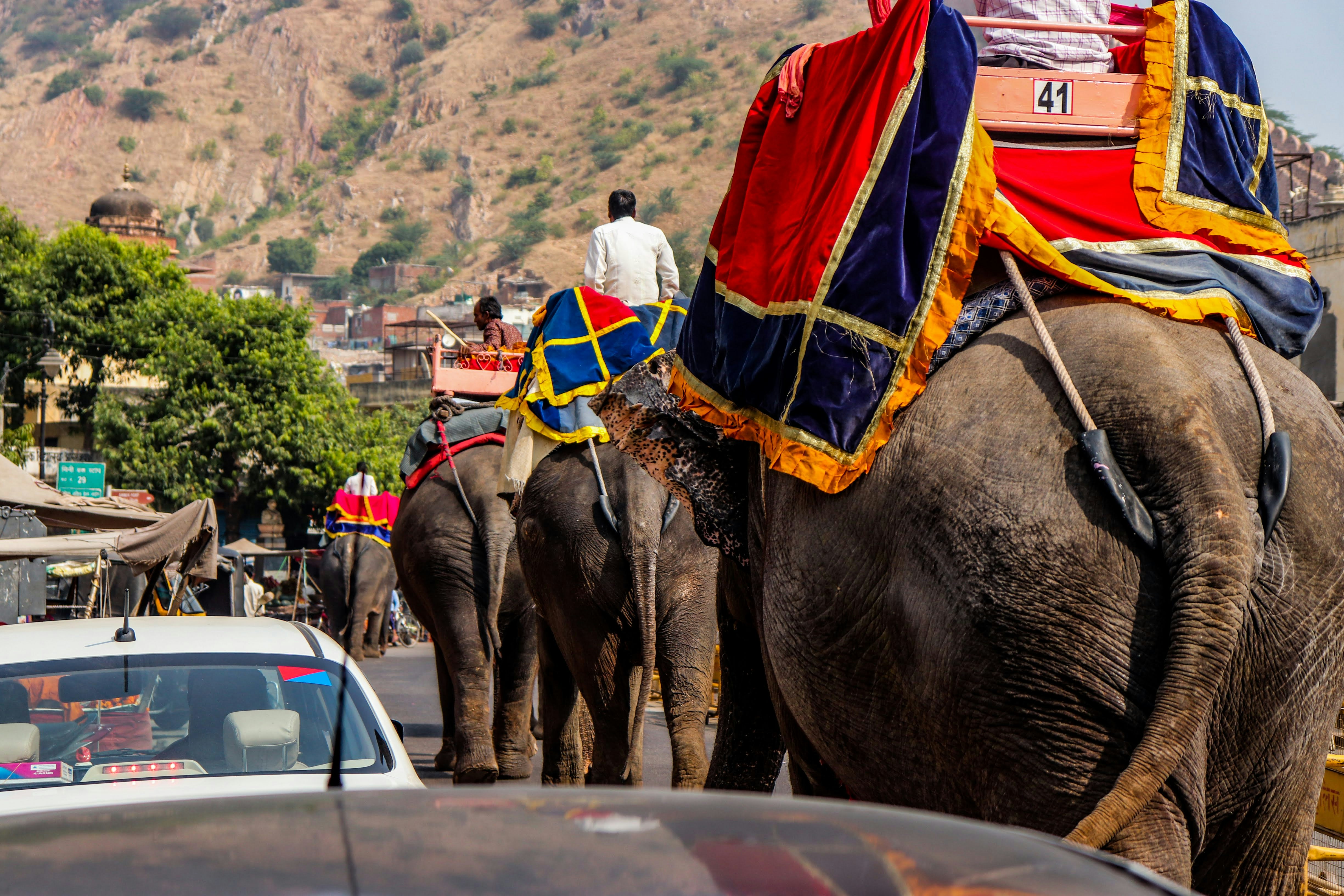 A group of elephants carrying people photo – Free Car Image on Unsplash