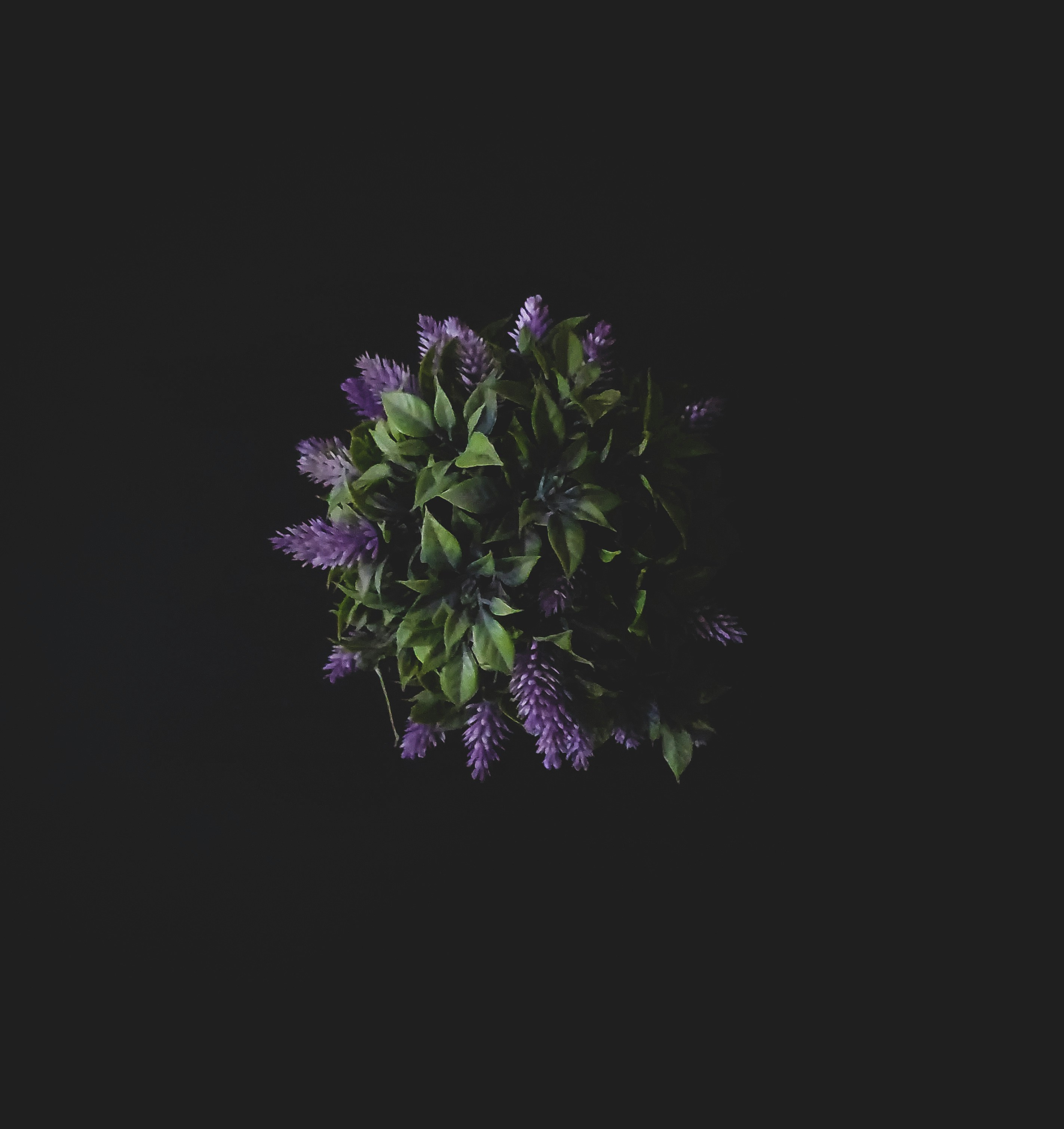 Shadowed Lavender: A Quiet Cluster of Purple Blooms in Velvet Night